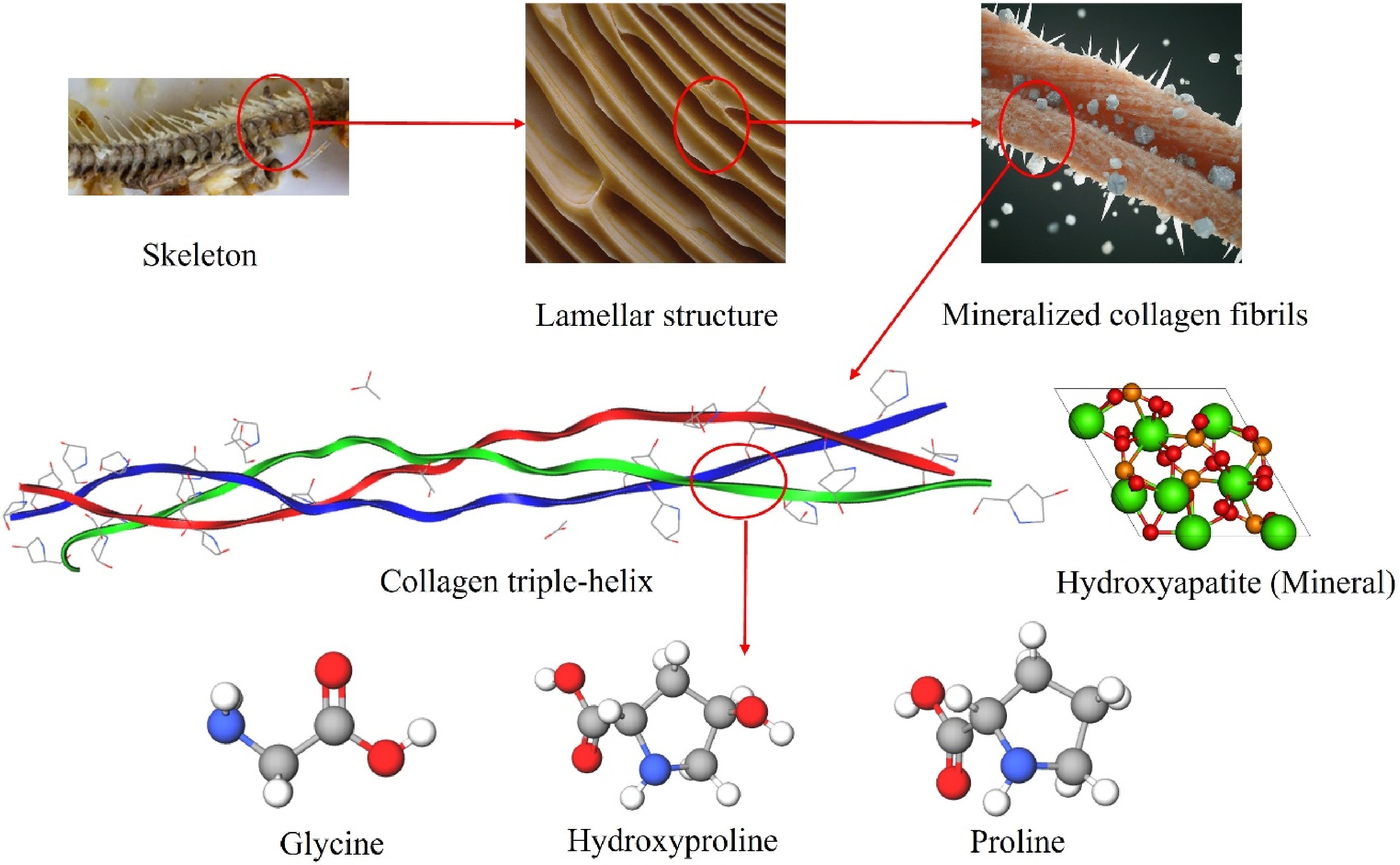 Water extract of banana peel as a green solvent for extraction of collagen from sardine bone