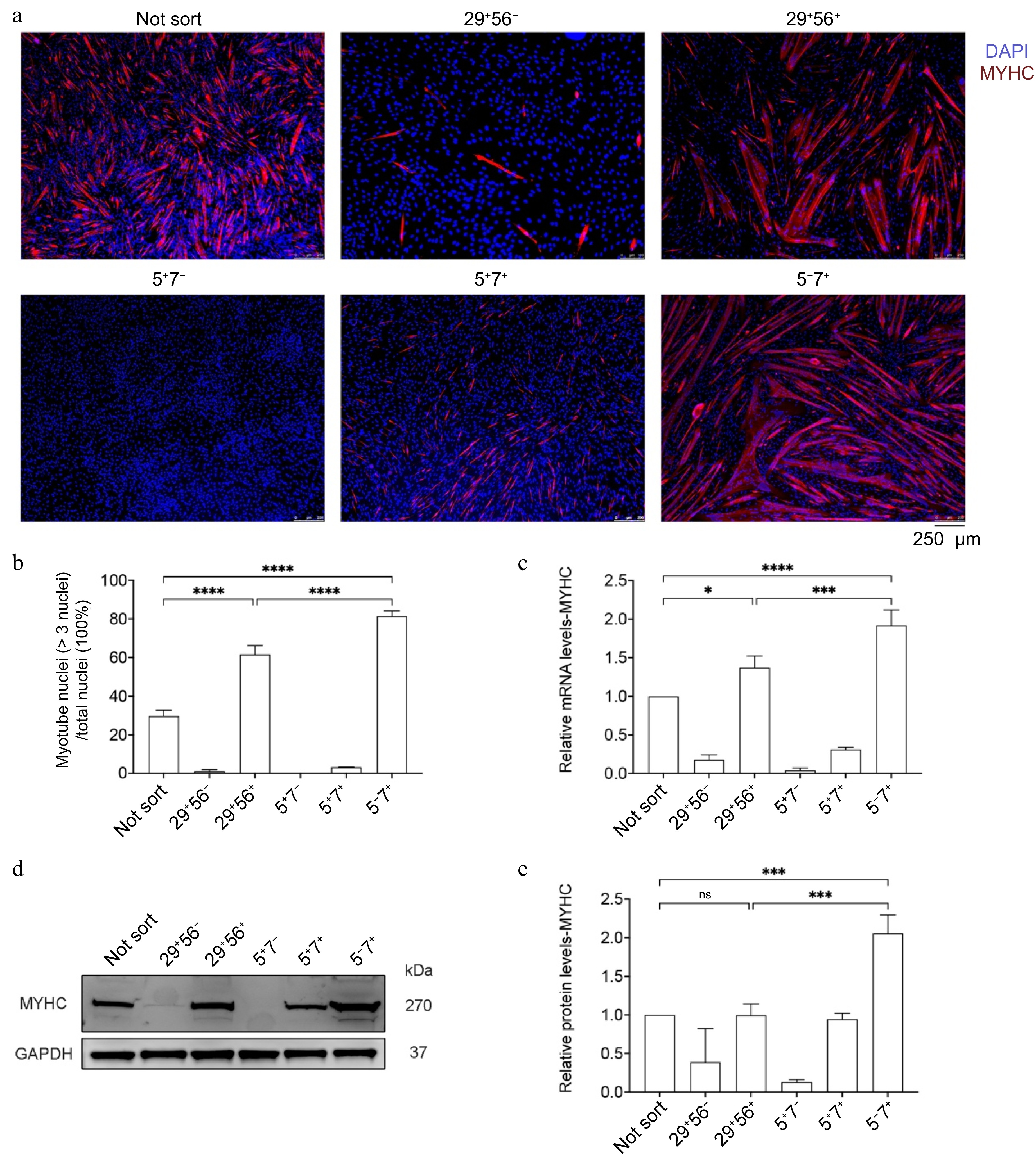 Isolation and purification of different high-purity cell populations ...