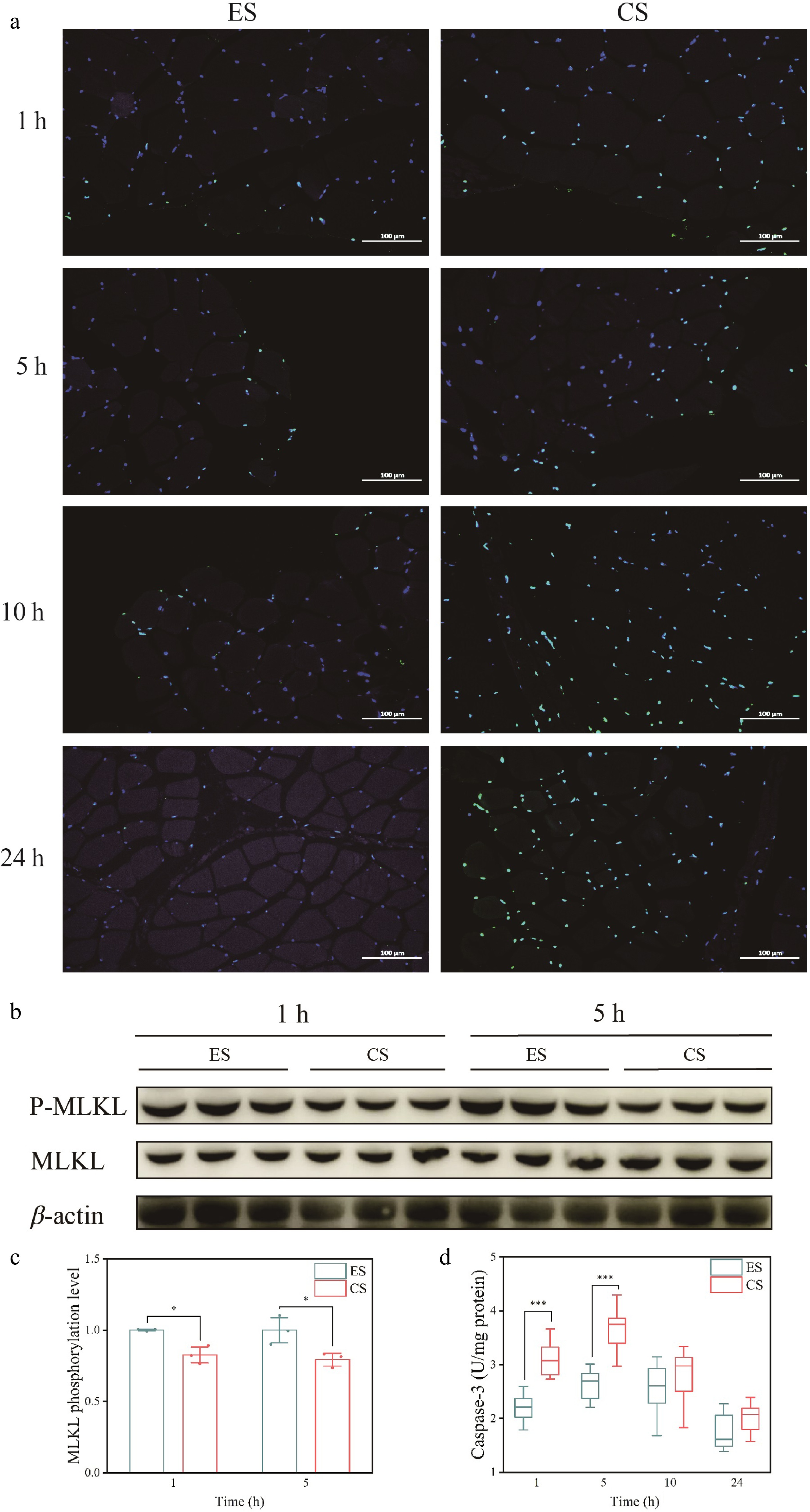 CO 2 stunning improved the meat quality by regulating postmortem muscle ...