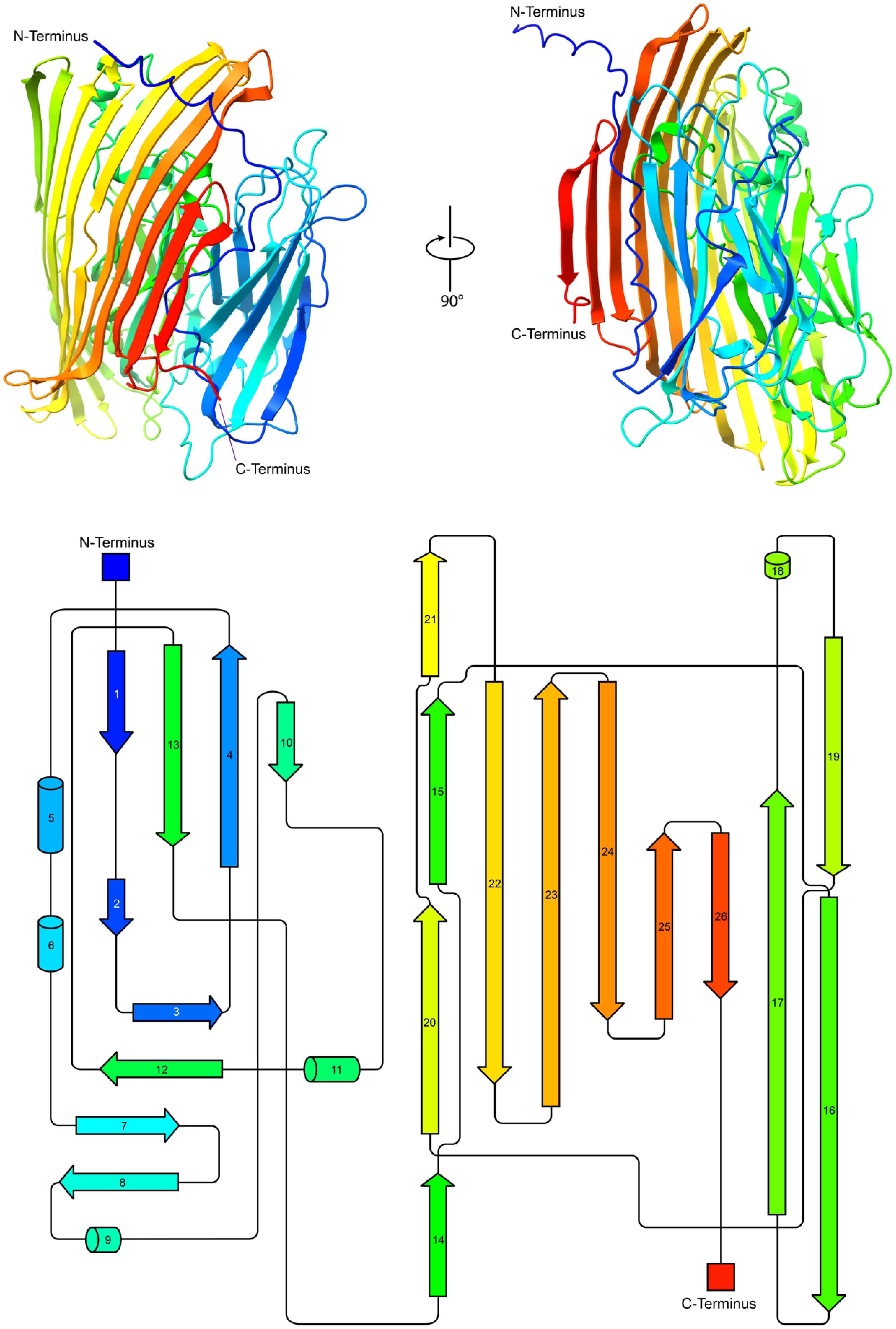 Novel PNGase H + from Amycolatopsis mediterranei biochemical properties ...