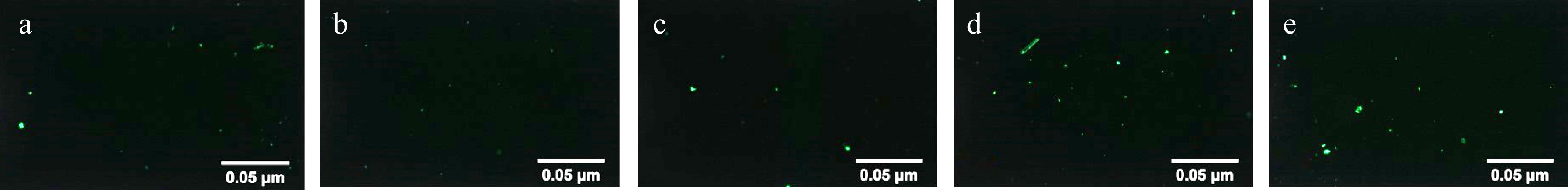 Effects of different calcium salts on the sporulation rate and spore ...