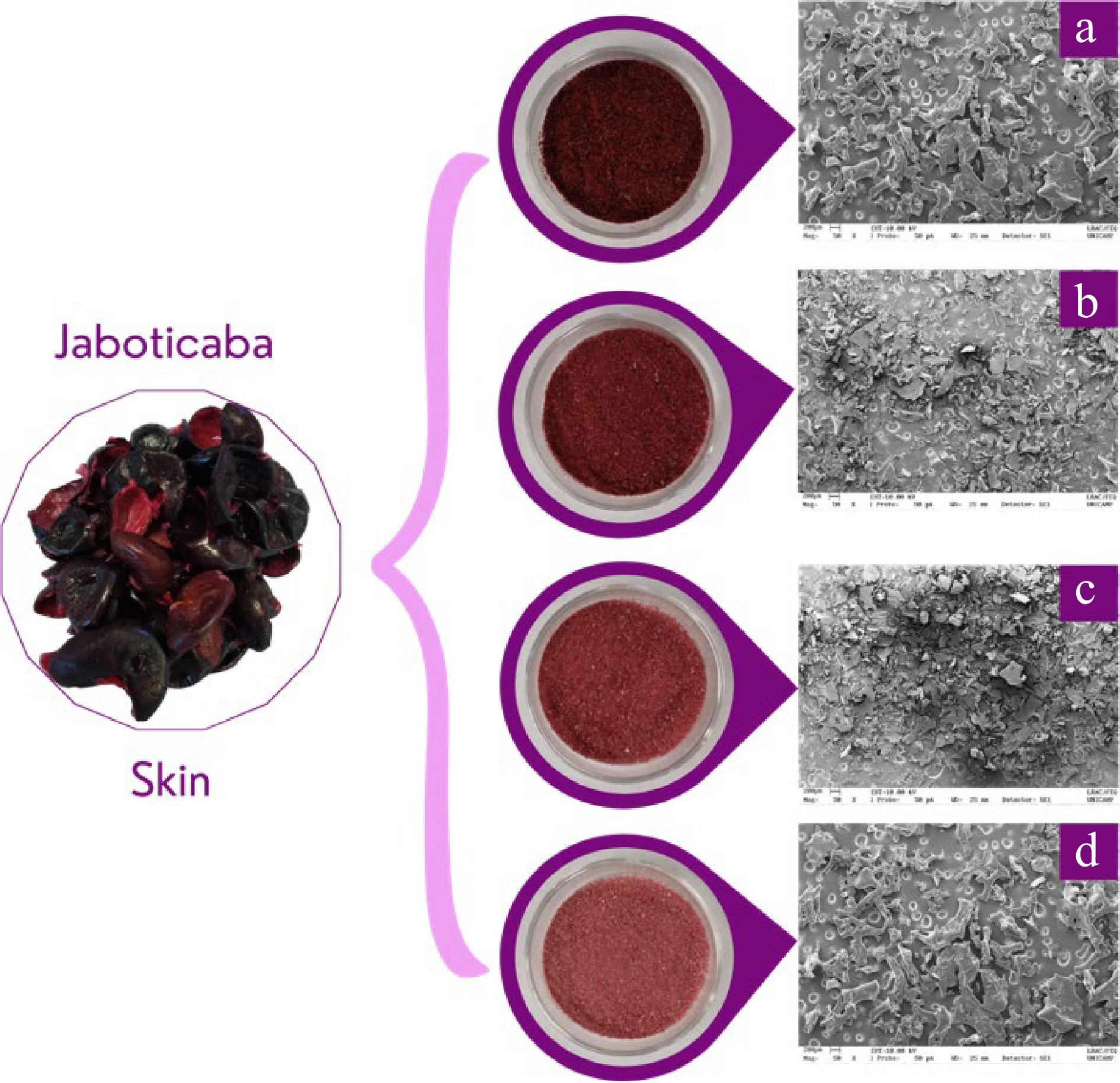 Bioaccessibility and antioxidant activity of anthocyanins from ...