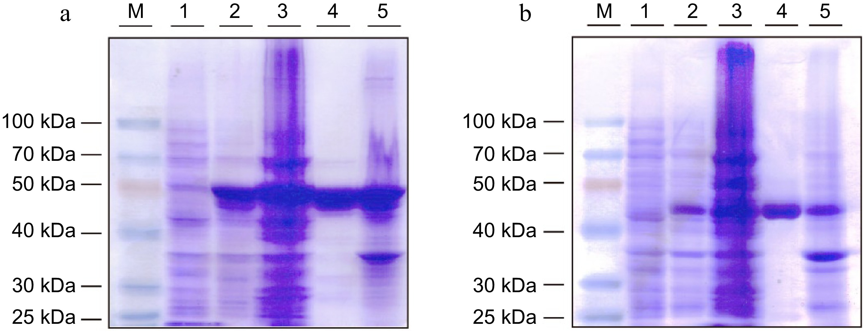 Biocatalytic β-glucosylation/ β-galactosylation of Rebaudioside C by ...