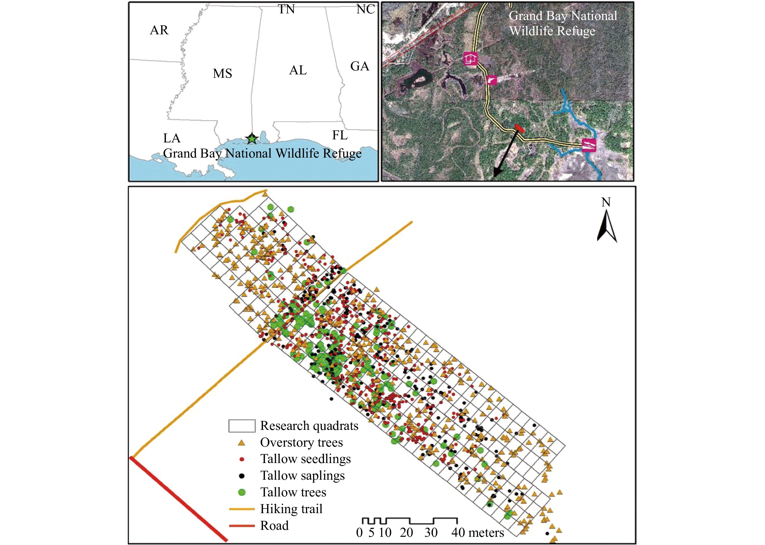 Post-fire invasion risk of Chinese tallow ( Triadica sebifera ) in a ...