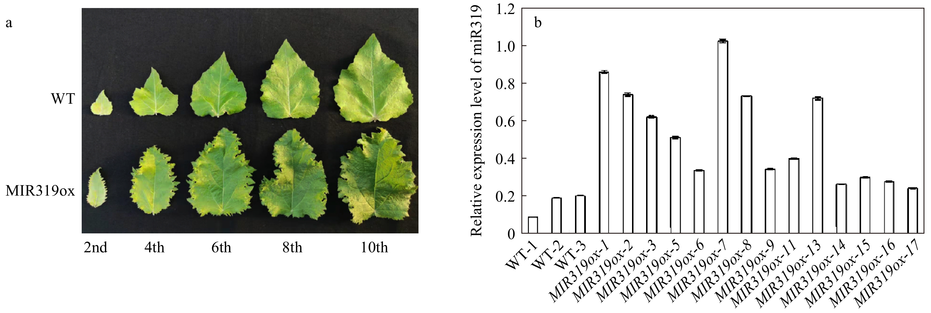 MicroRNA319-mediated gene regulatory network impacts leaf development and morphogenesis in poplar