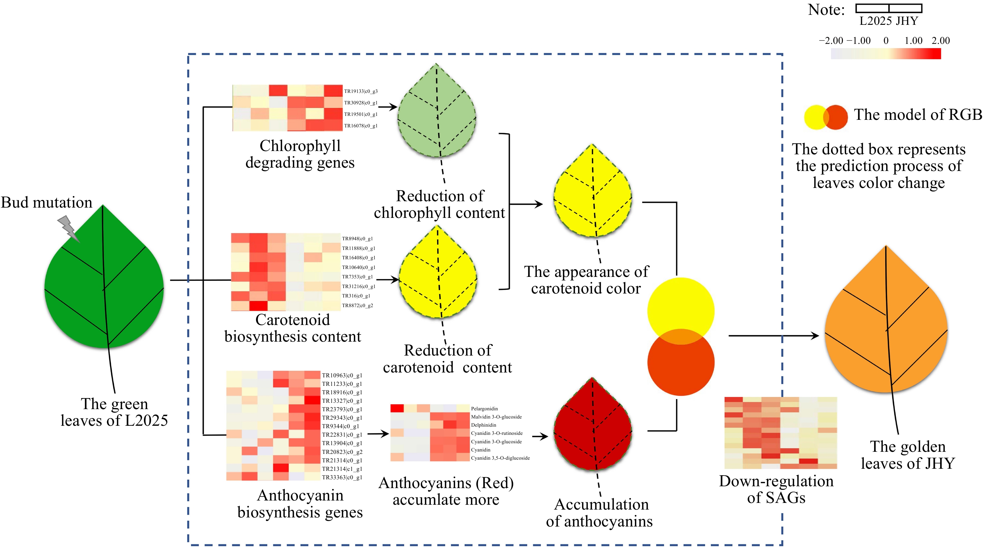 The coloring mechanism of a novel golden variety in Populus deltoides ...