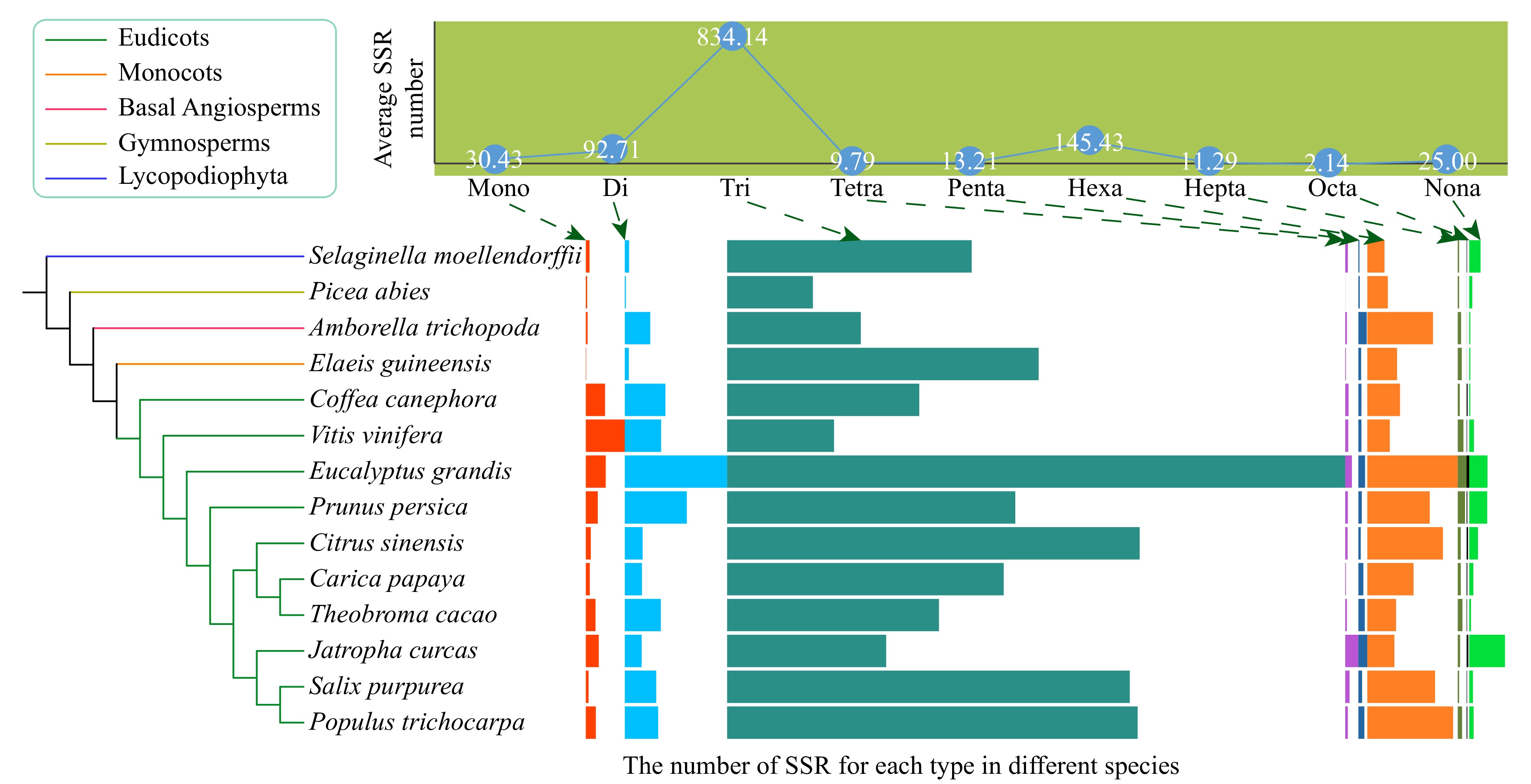 Comprehensive identification and characterization of simple sequence repeats based on the whole ...