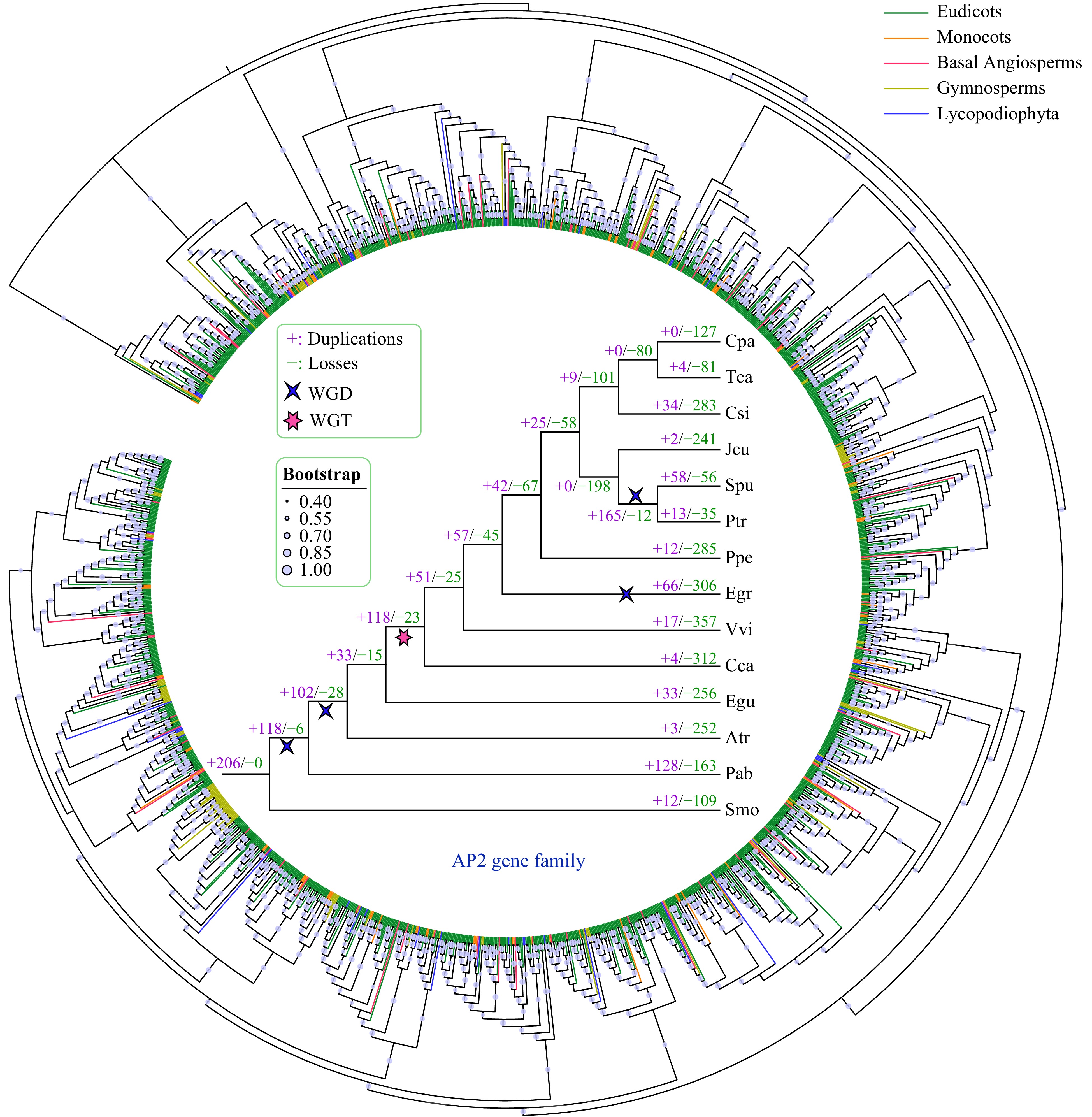 Comprehensive identification and characterization of simple sequence ...