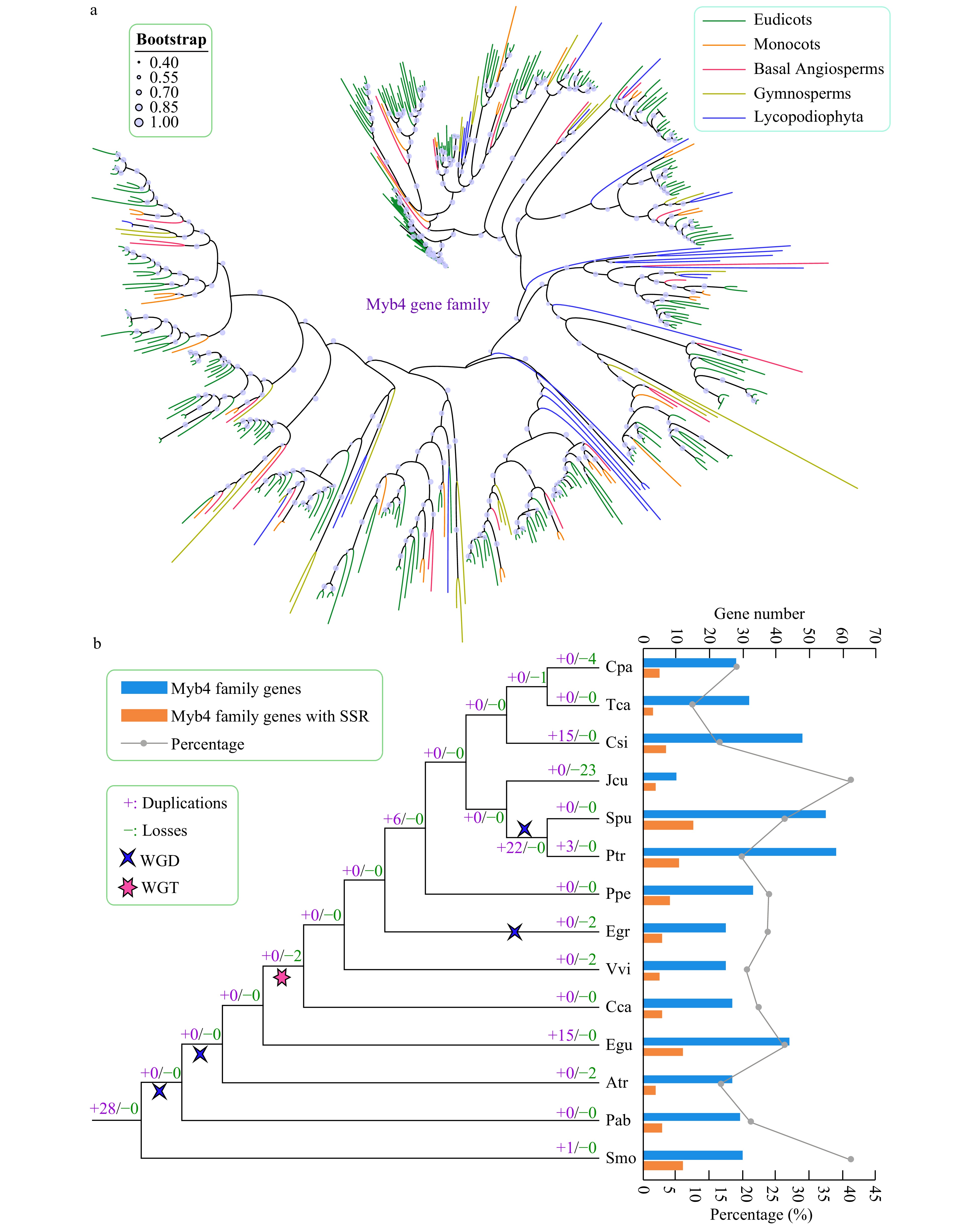 Comprehensive identification and characterization of simple sequence ...