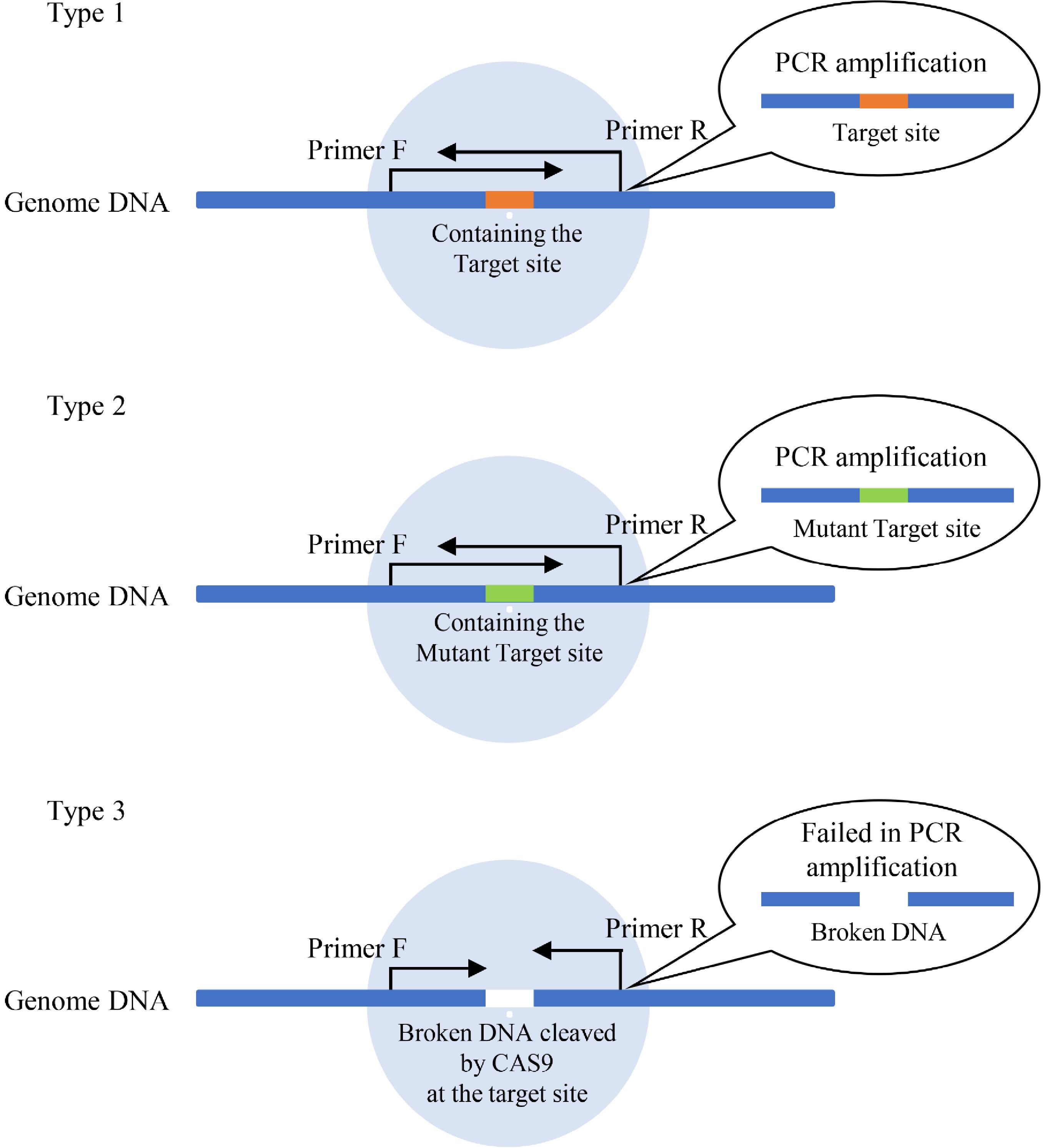 A method for determining the cutting efficiency of the CRISPR/Cas ...