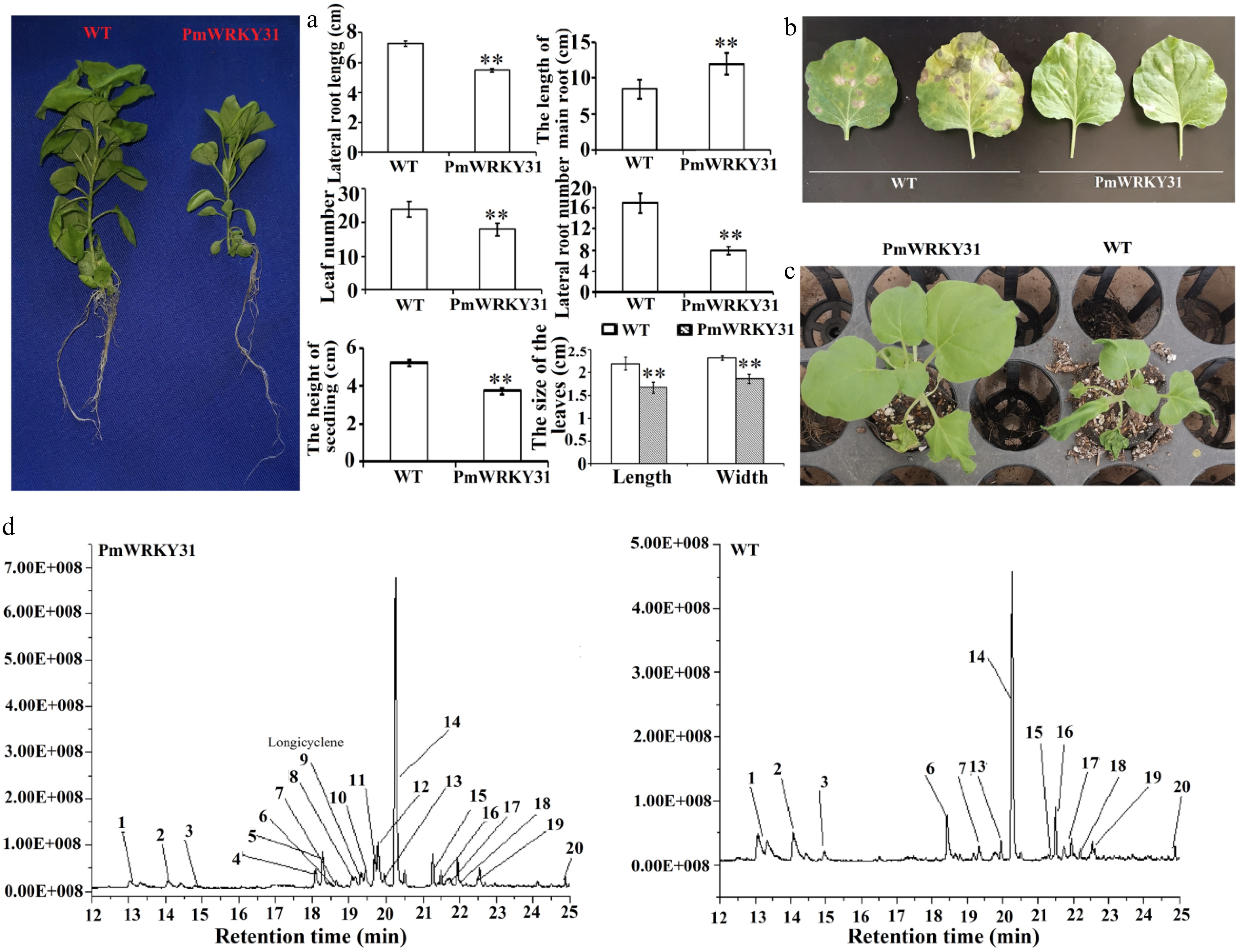 Roles of hormones, calcium and PmWRKY31 in the defense of Pinus ...
