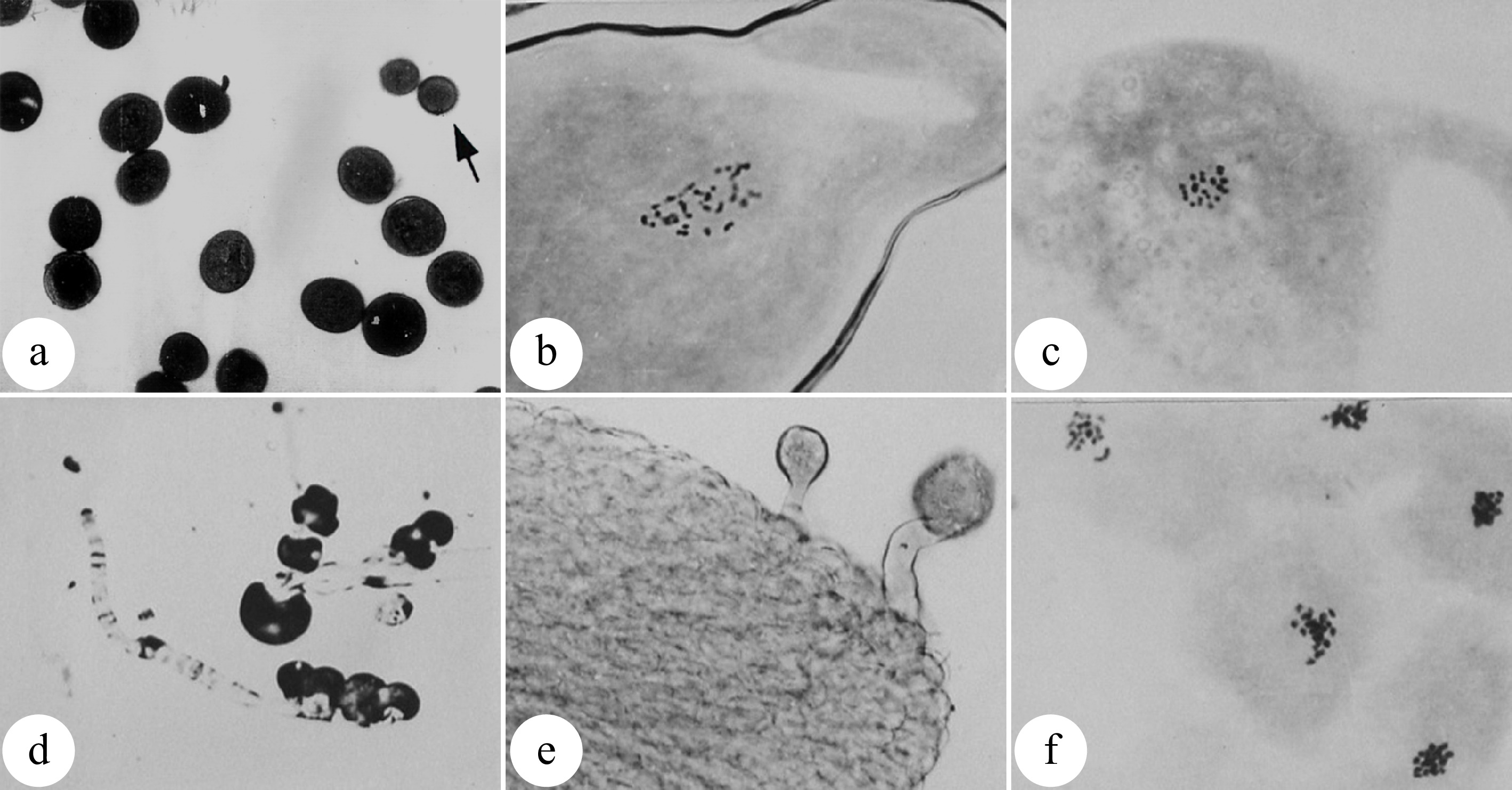 Breeding polyploid Populus progress and perspective