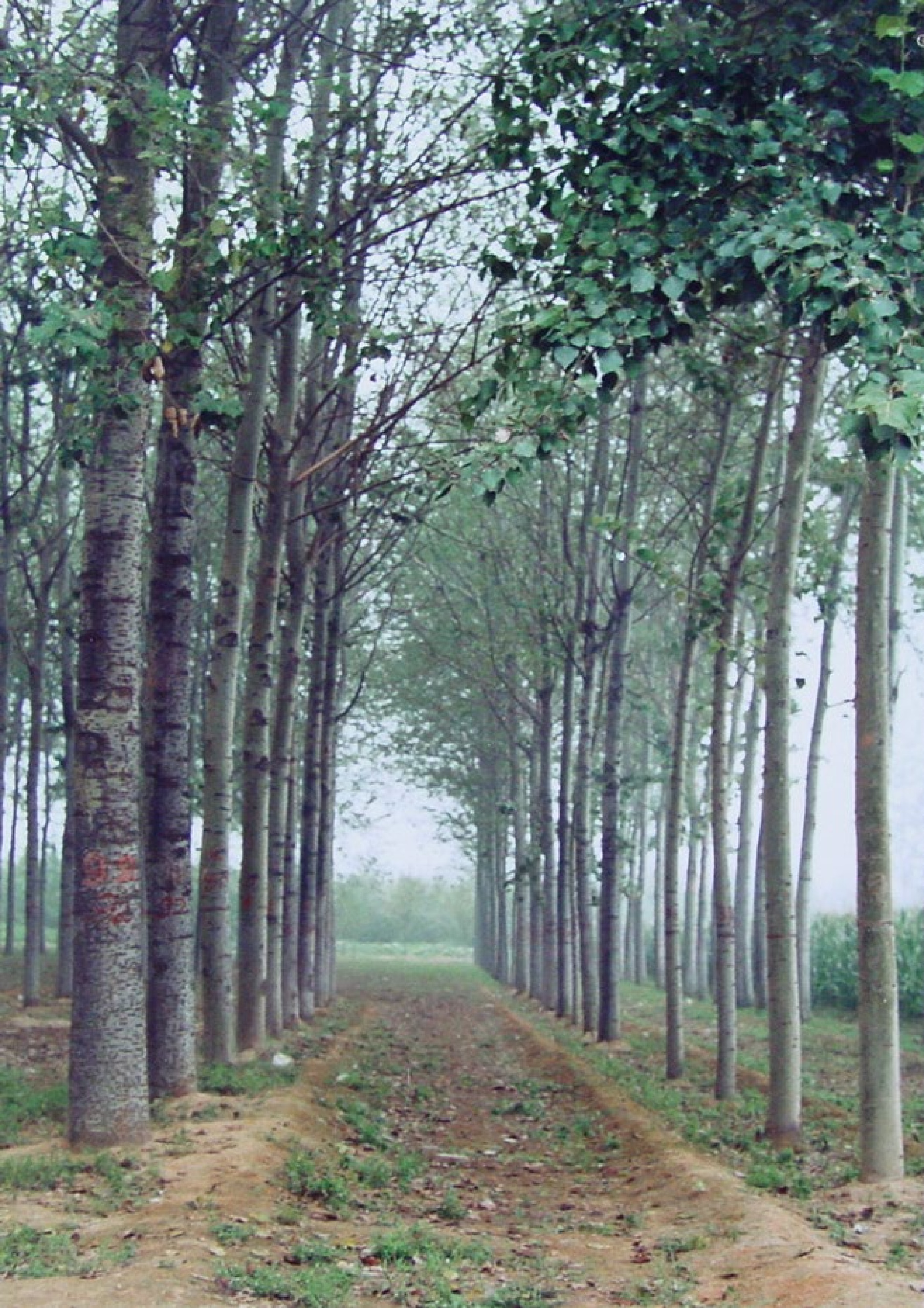 Breeding polyploid Populus progress and perspective