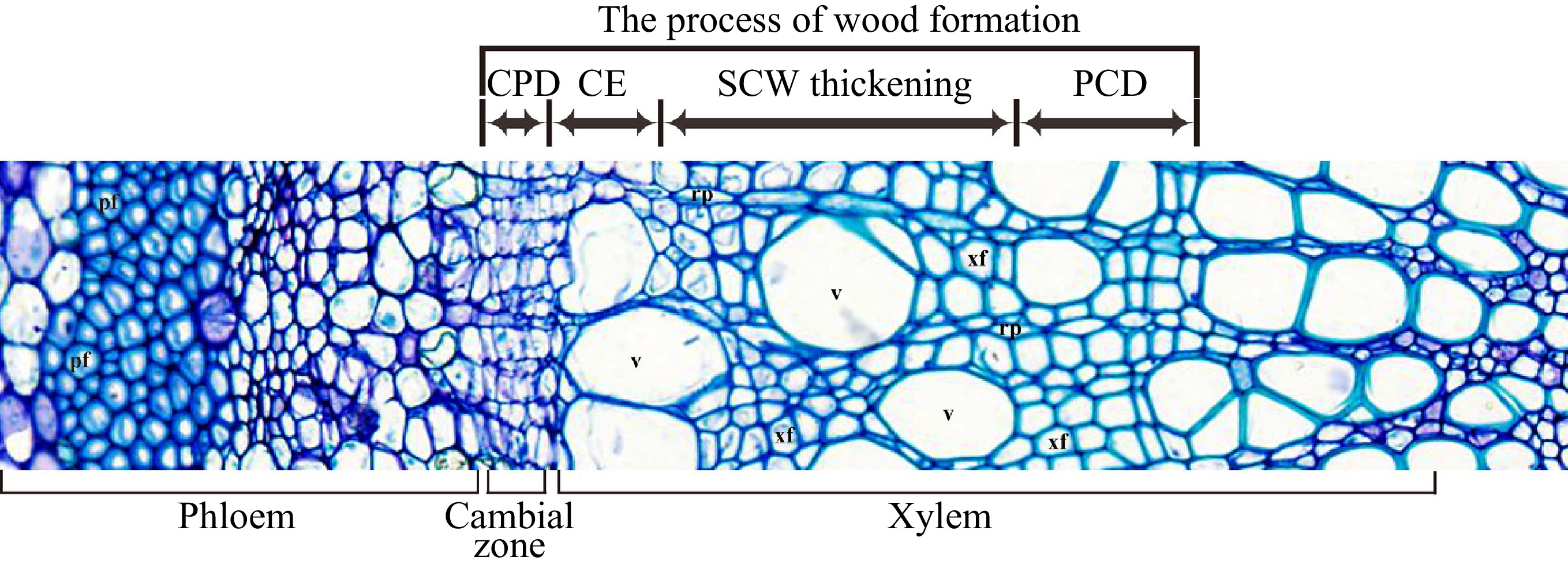 Molecular understanding of wood formation in trees