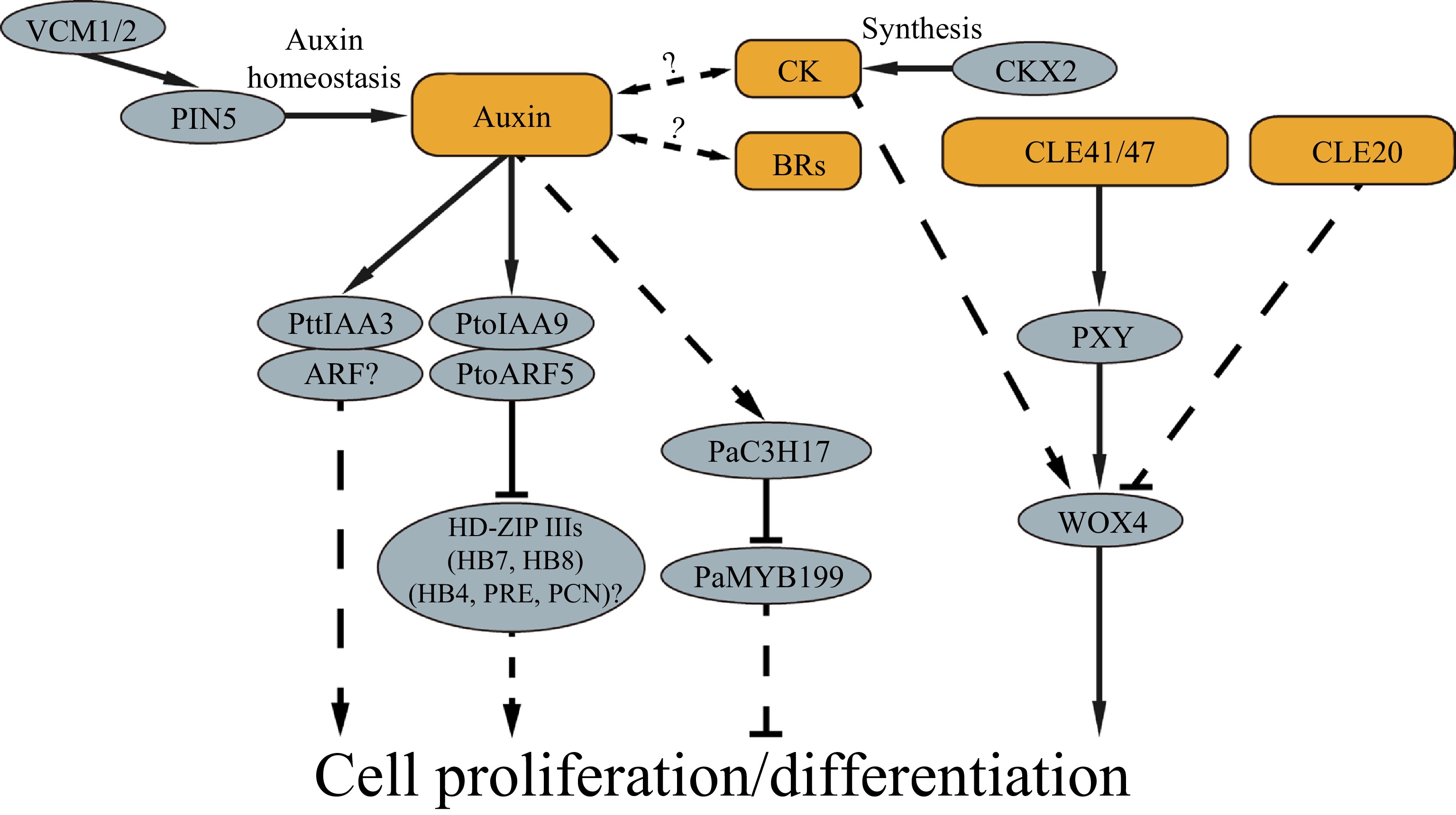 Molecular understanding of wood formation in trees