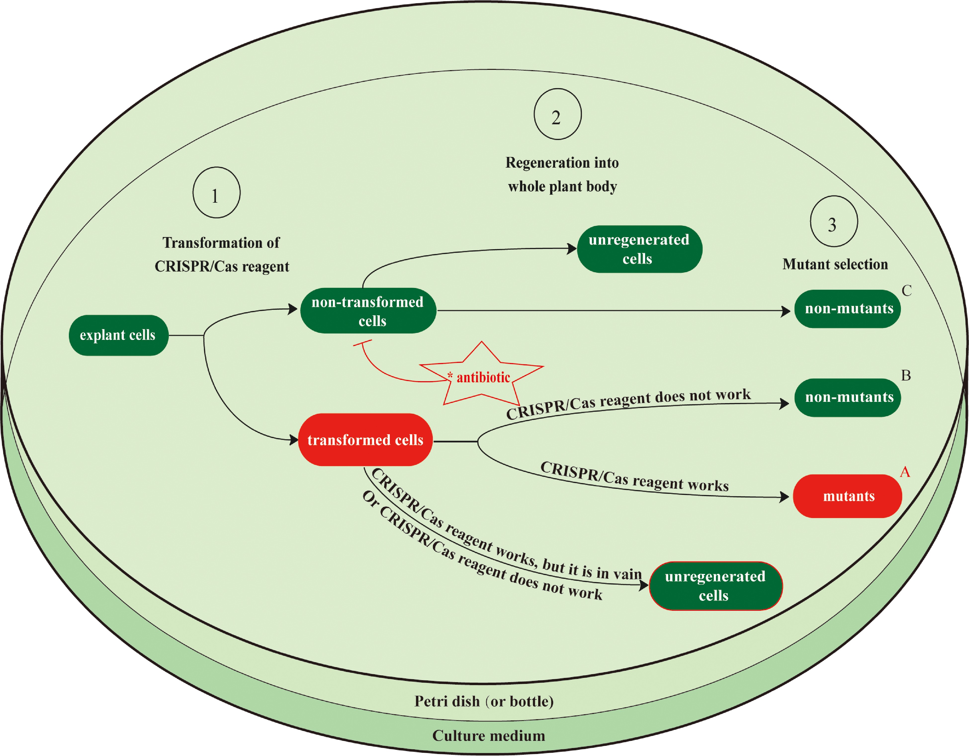Progress and challenges in applying CRISPR/Cas techniques to the genome ...