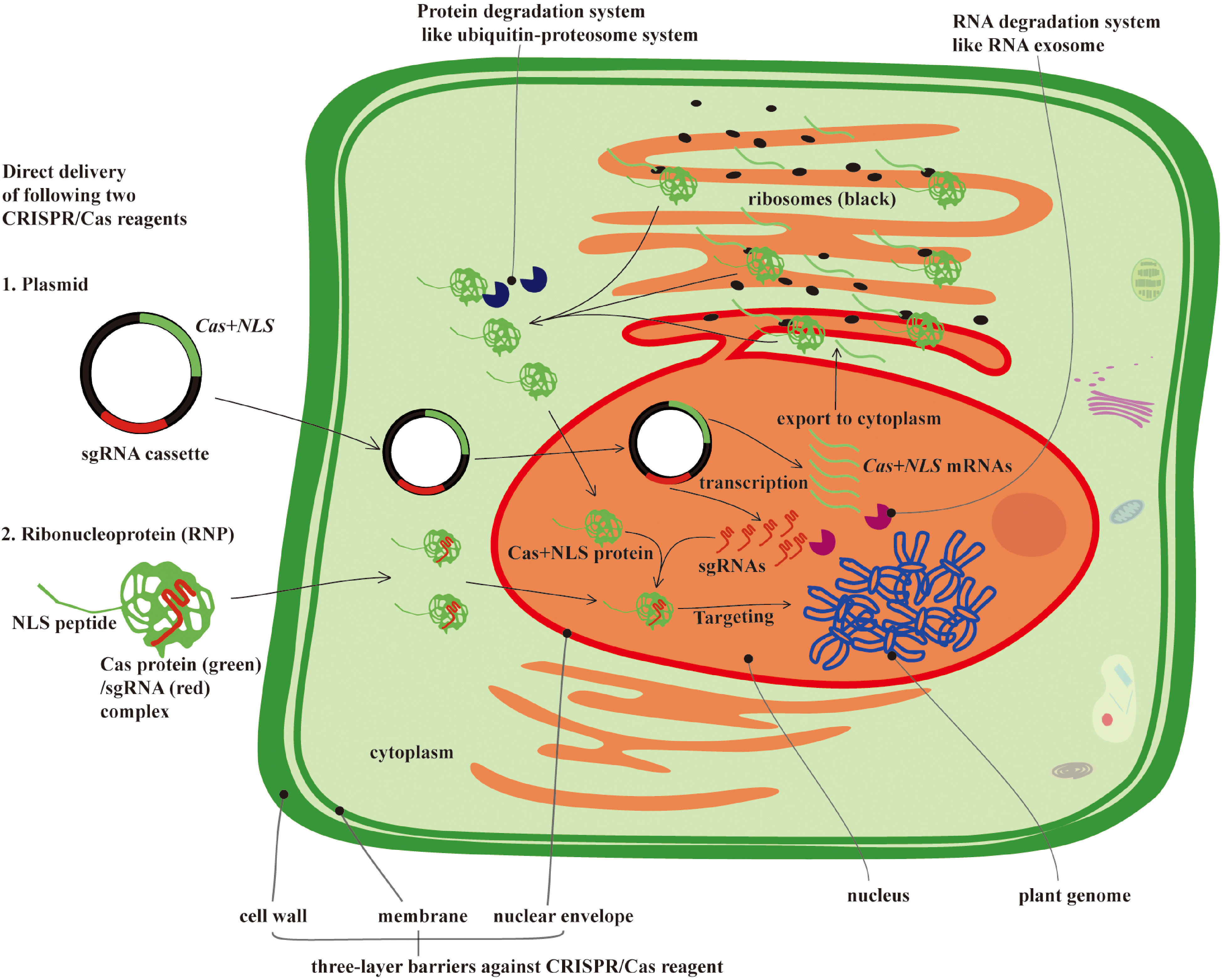 Progress and challenges in applying CRISPR/Cas techniques to the genome ...