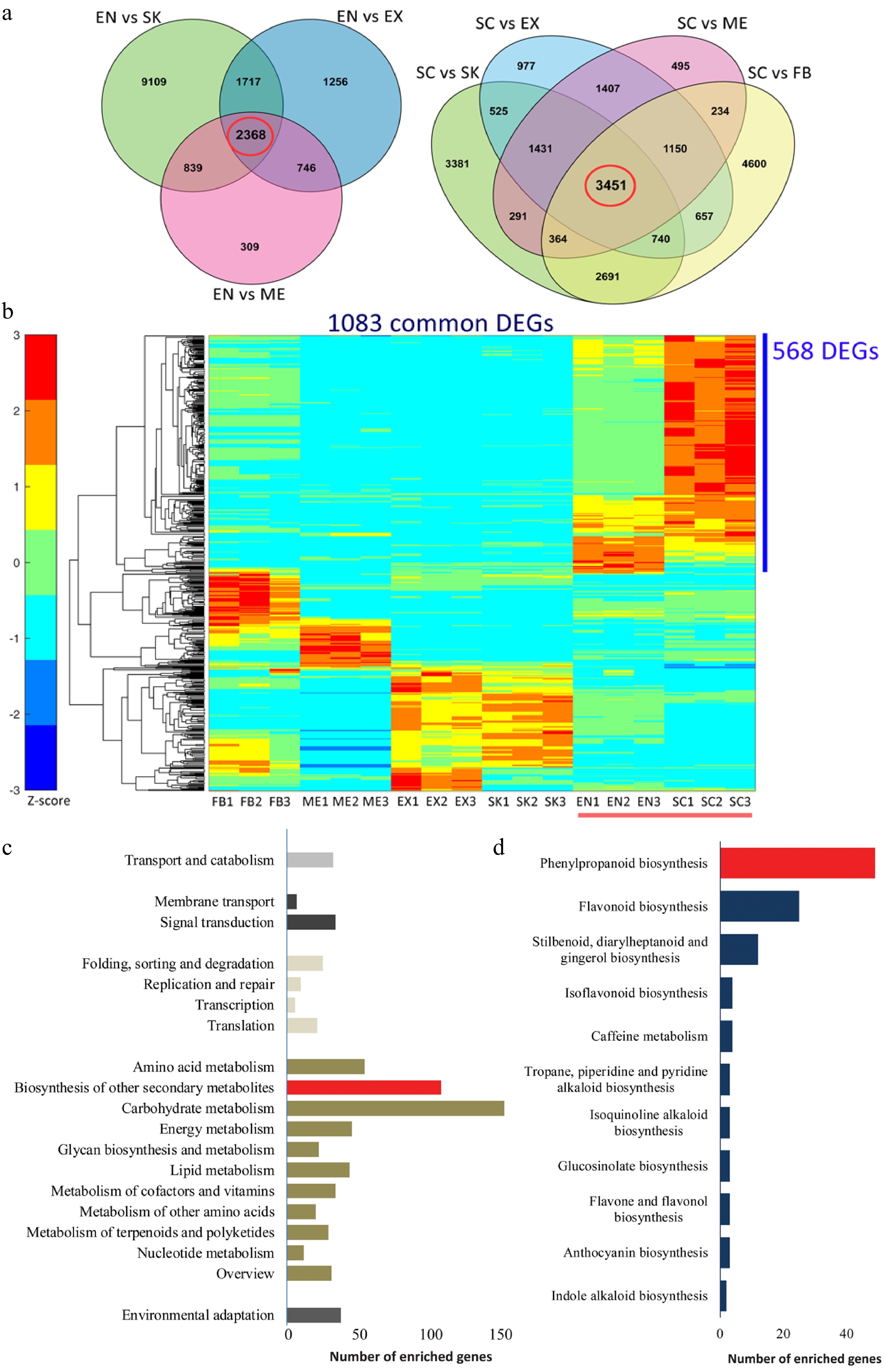 Tissue-specific transcriptomics reveals a central role of CcNST1 in ...
