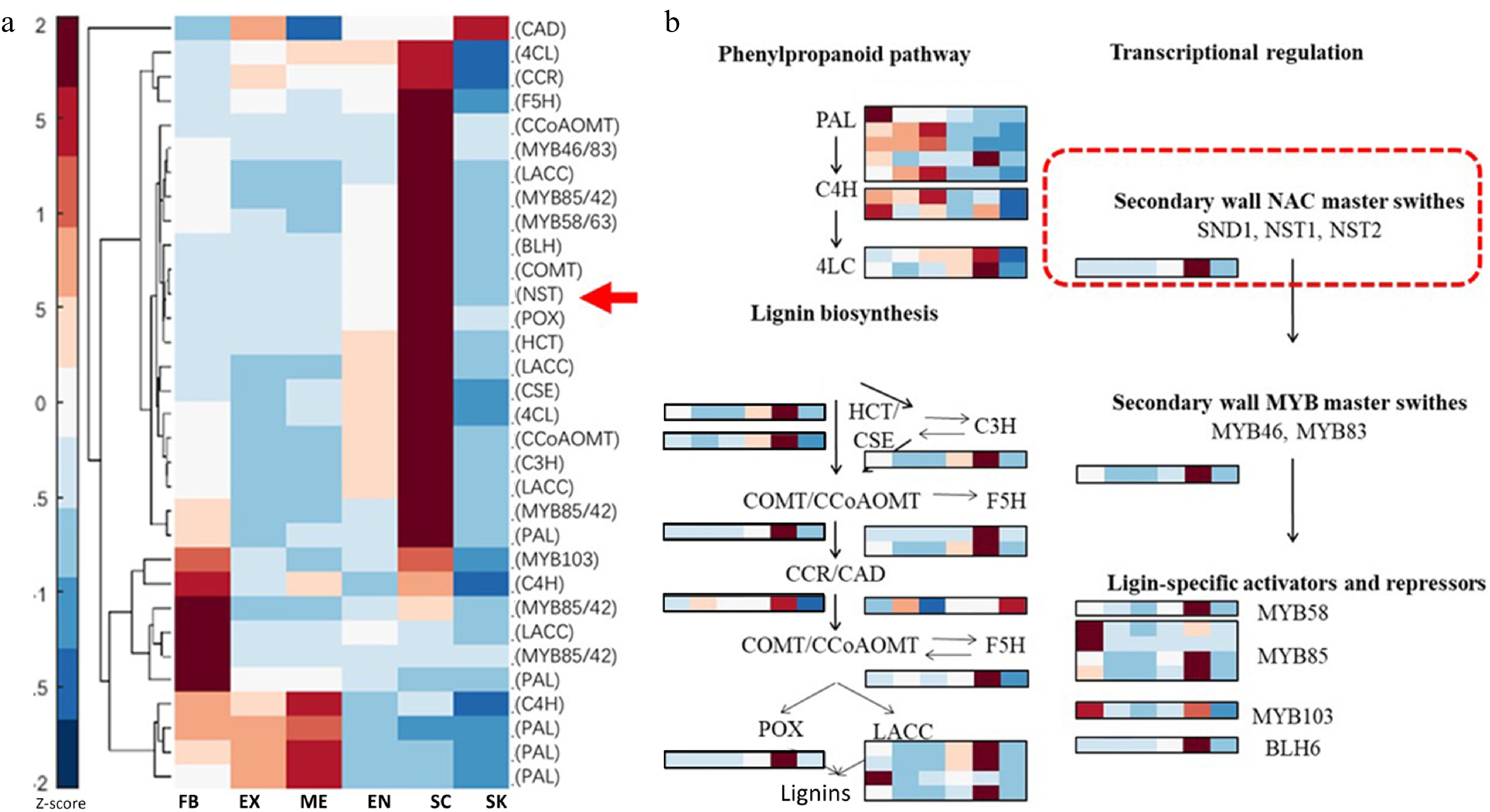 Tissue-specific transcriptomics reveals a central role of CcNST1 in ...