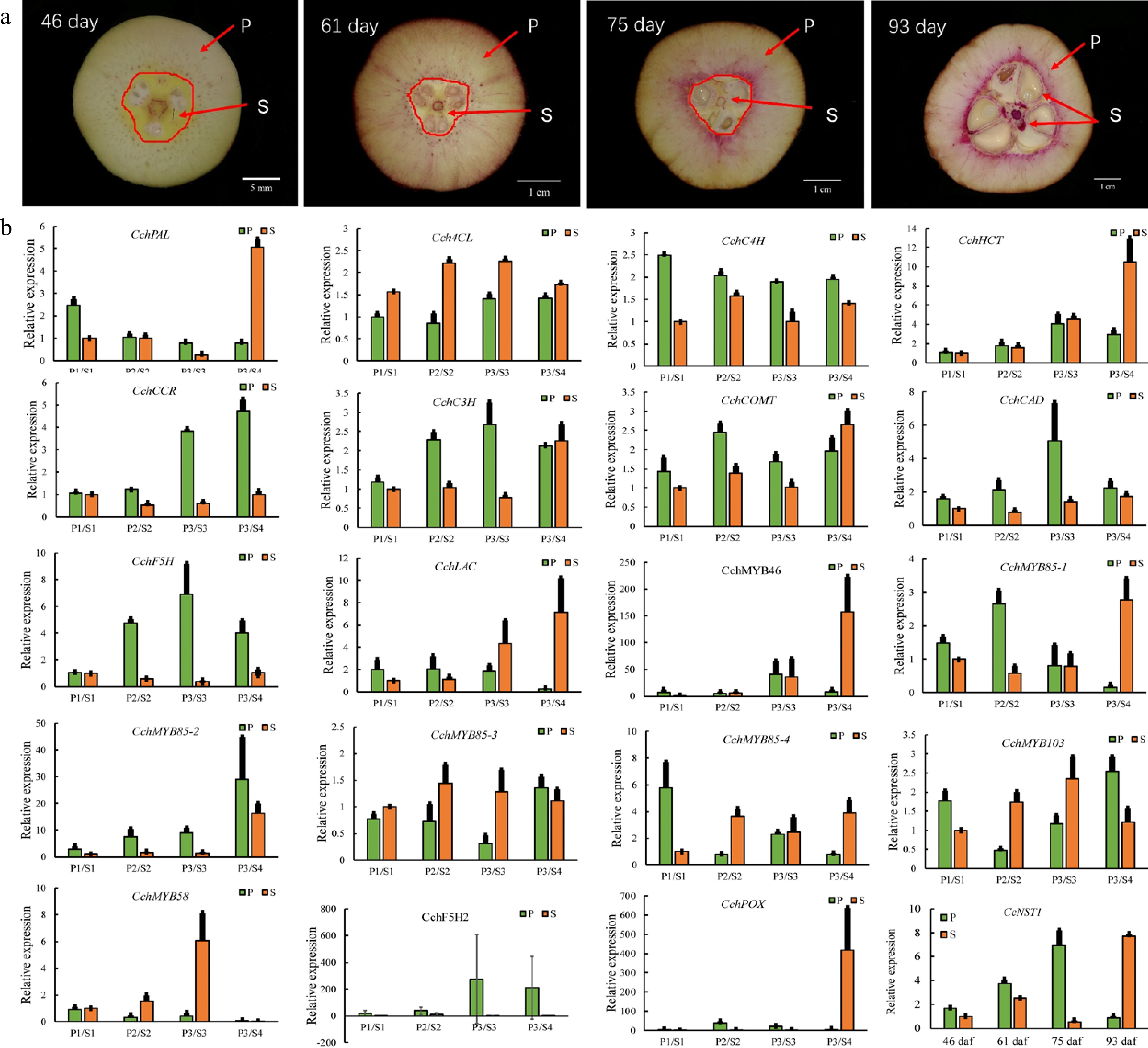 Tissue-specific transcriptomics reveals a central role of CcNST1 in ...