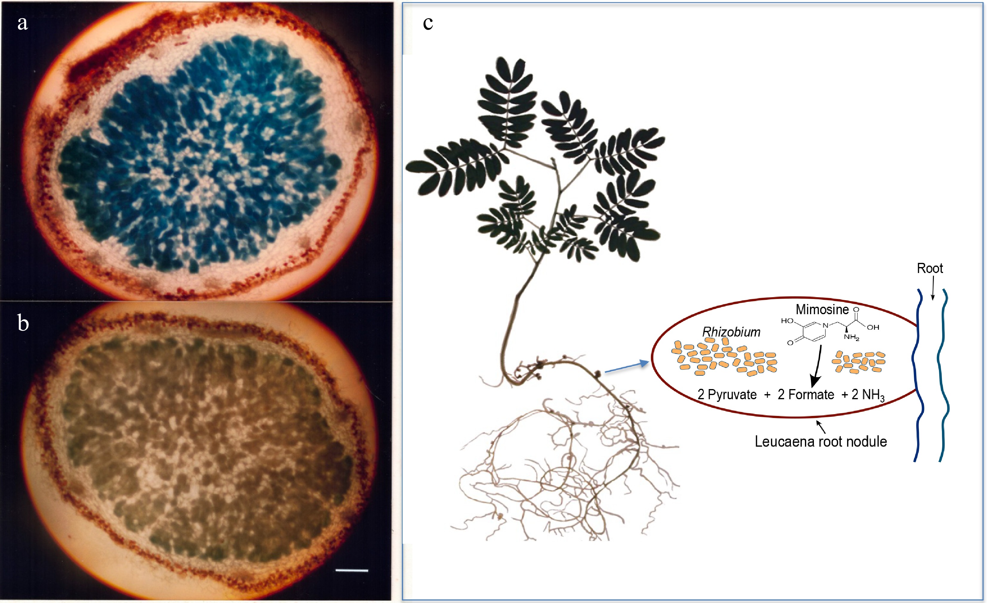 Current status and trends in forest genomics
