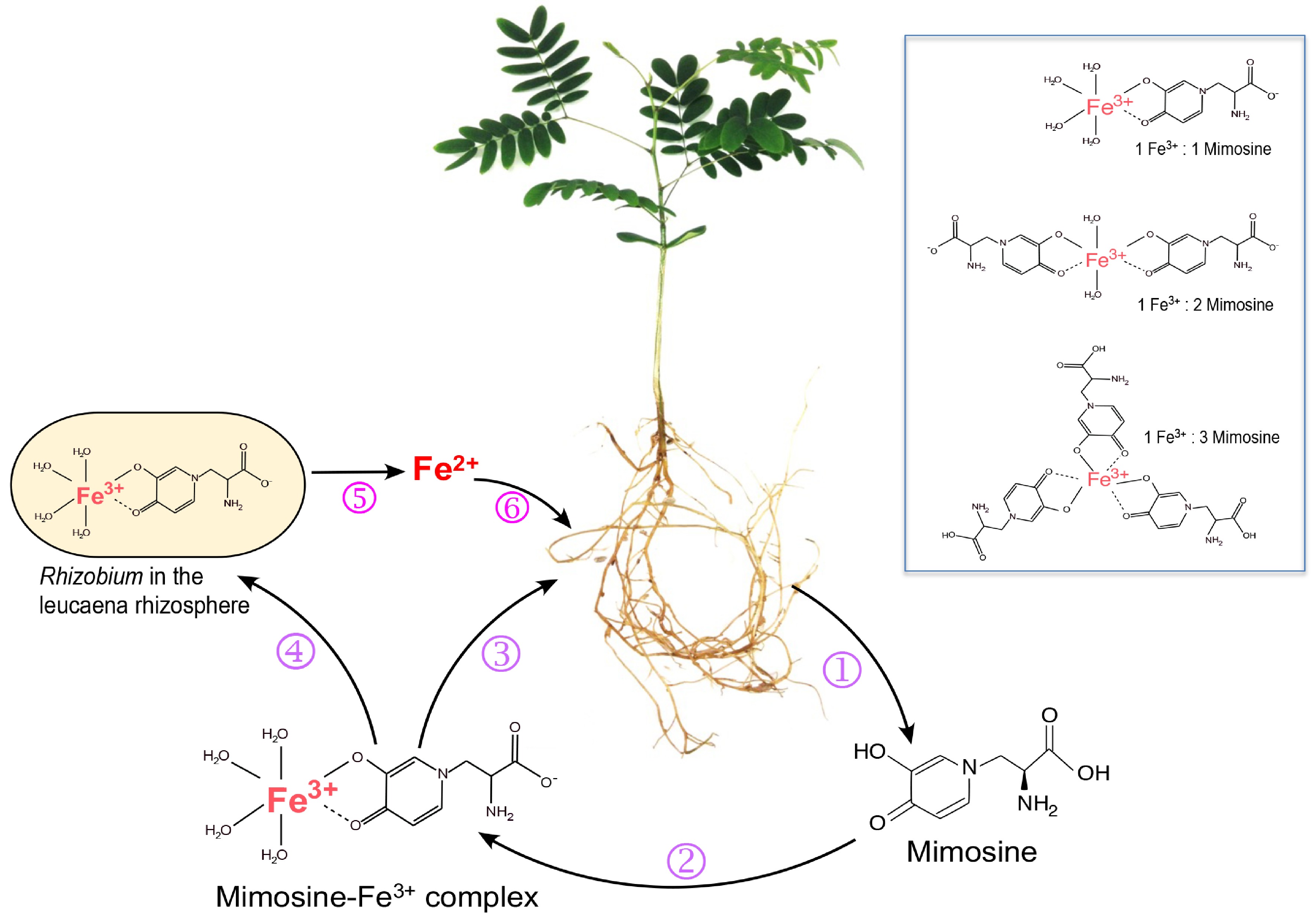 Current status and trends in forest genomics