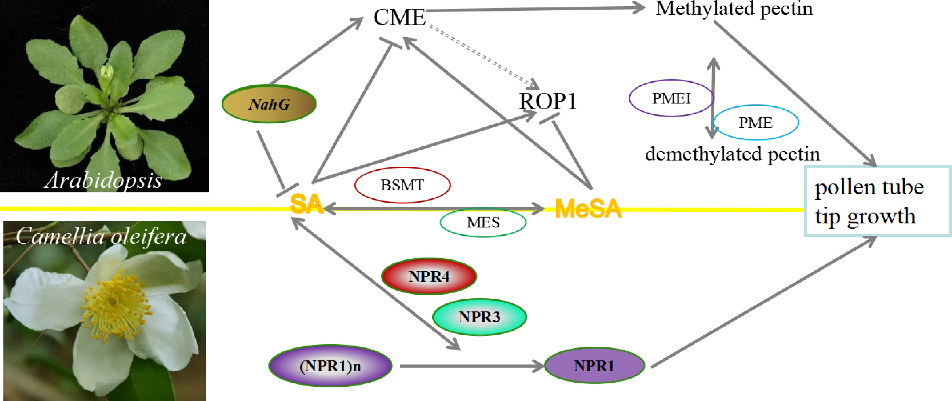 The role of salicylic acid in plant flower development