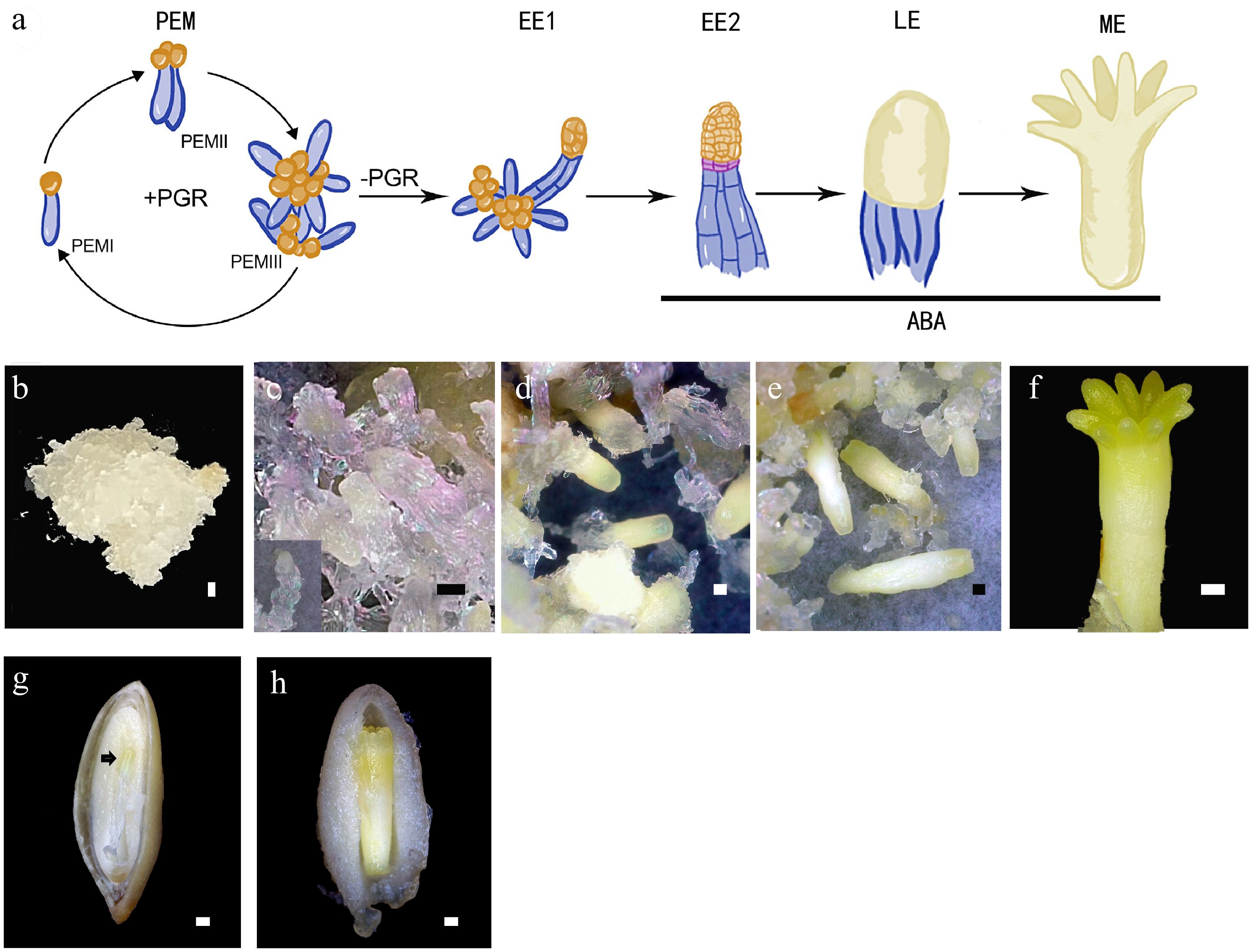 Mini review: Application of the somatic embryogenesis technique in ...