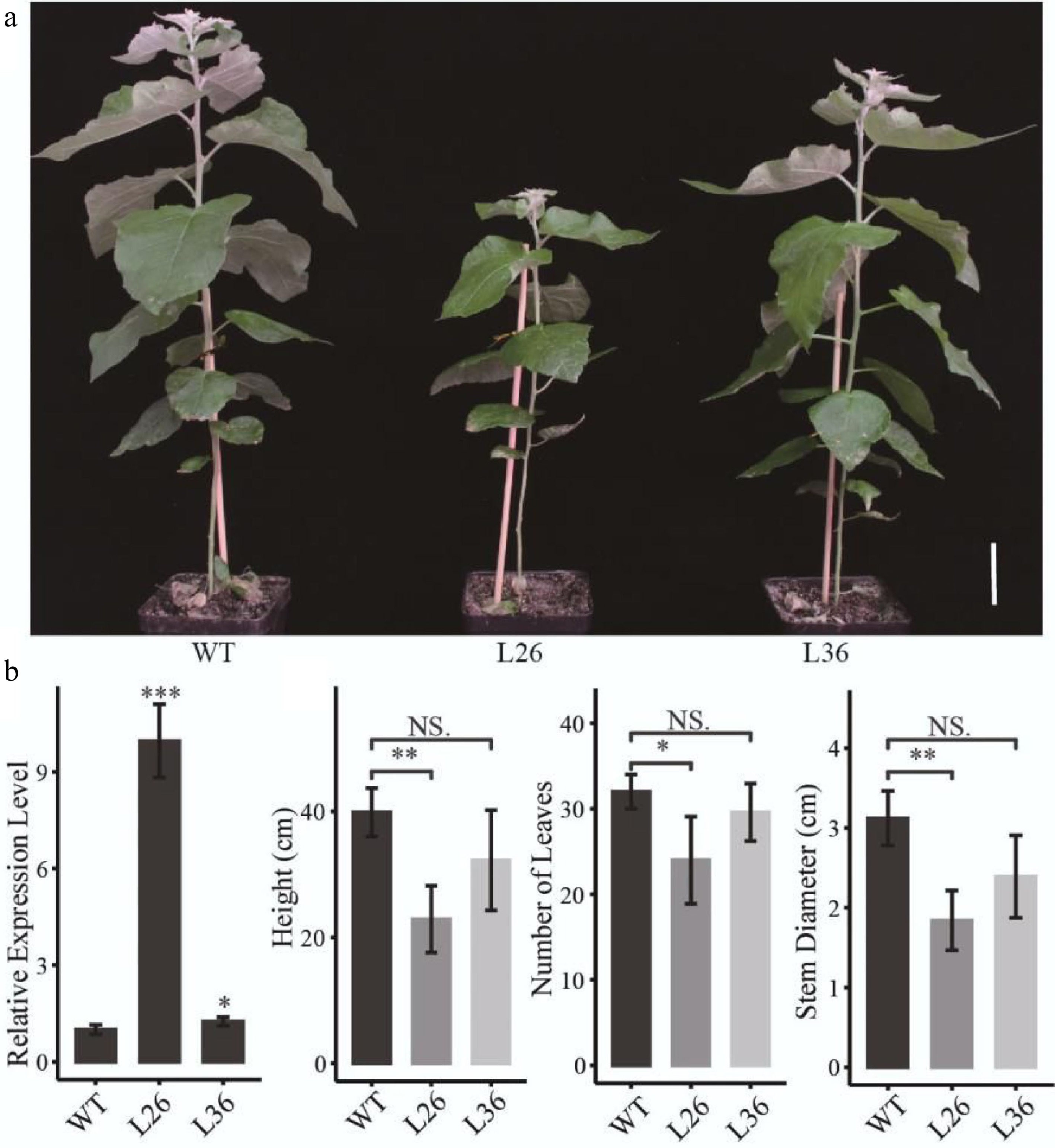 Transcription factor PagLBD21 functions as a repressor of secondary ...
