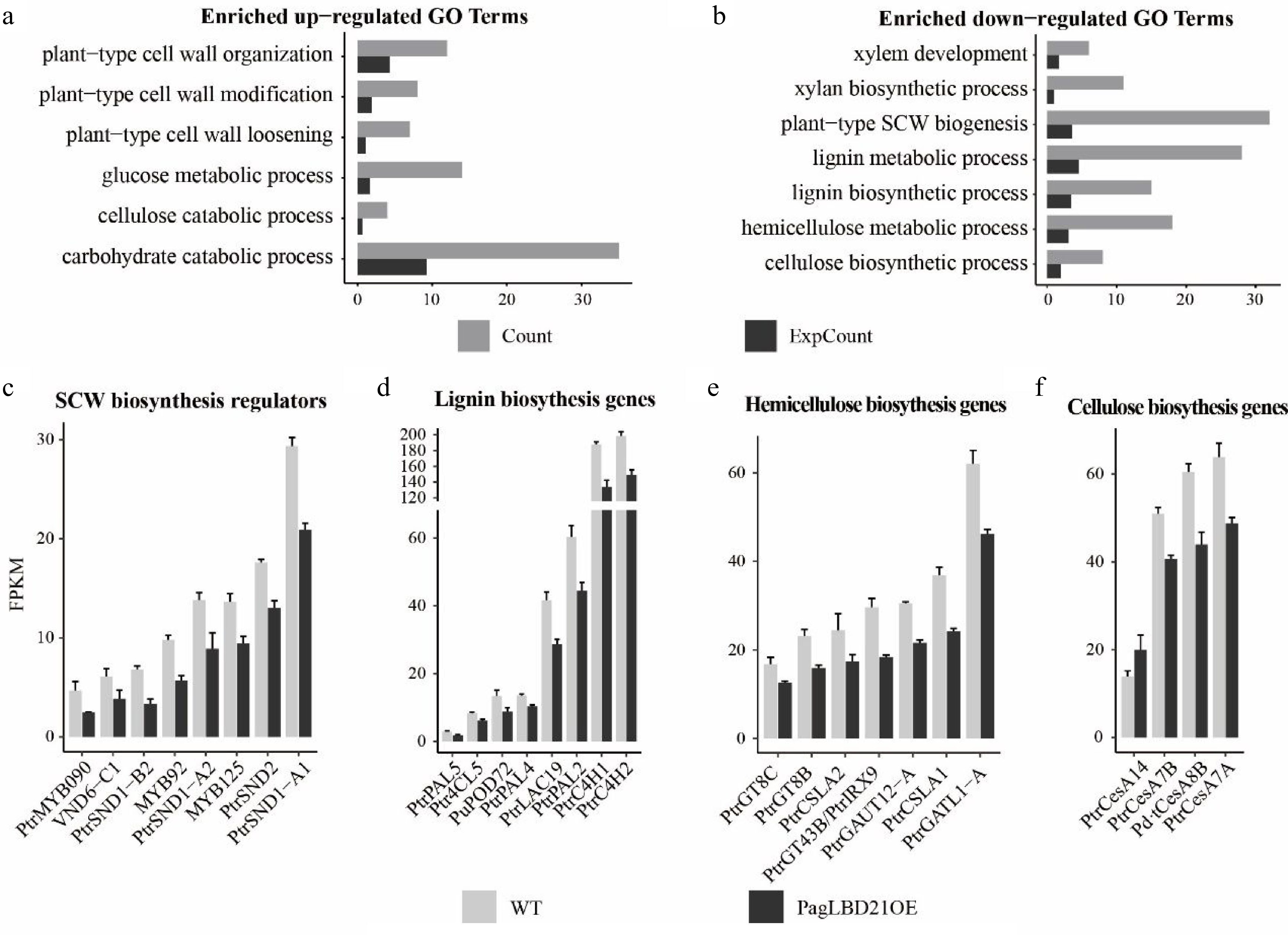 Transcription factor PagLBD21 functions as a repressor of secondary ...