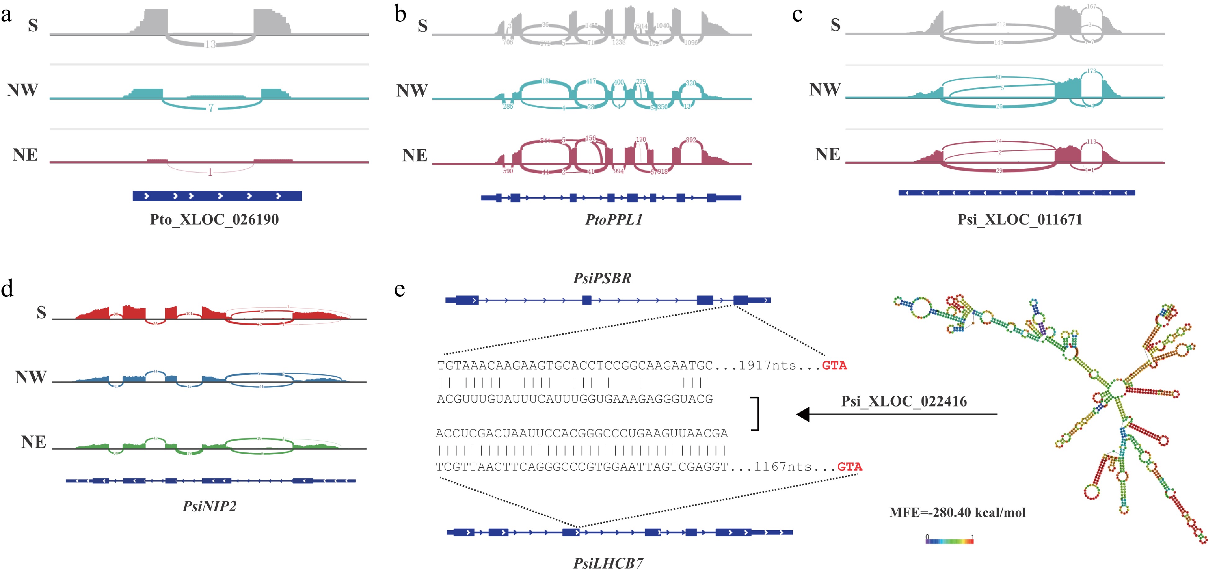 LncRNA evolution and DNA methylation variation participate in ...
