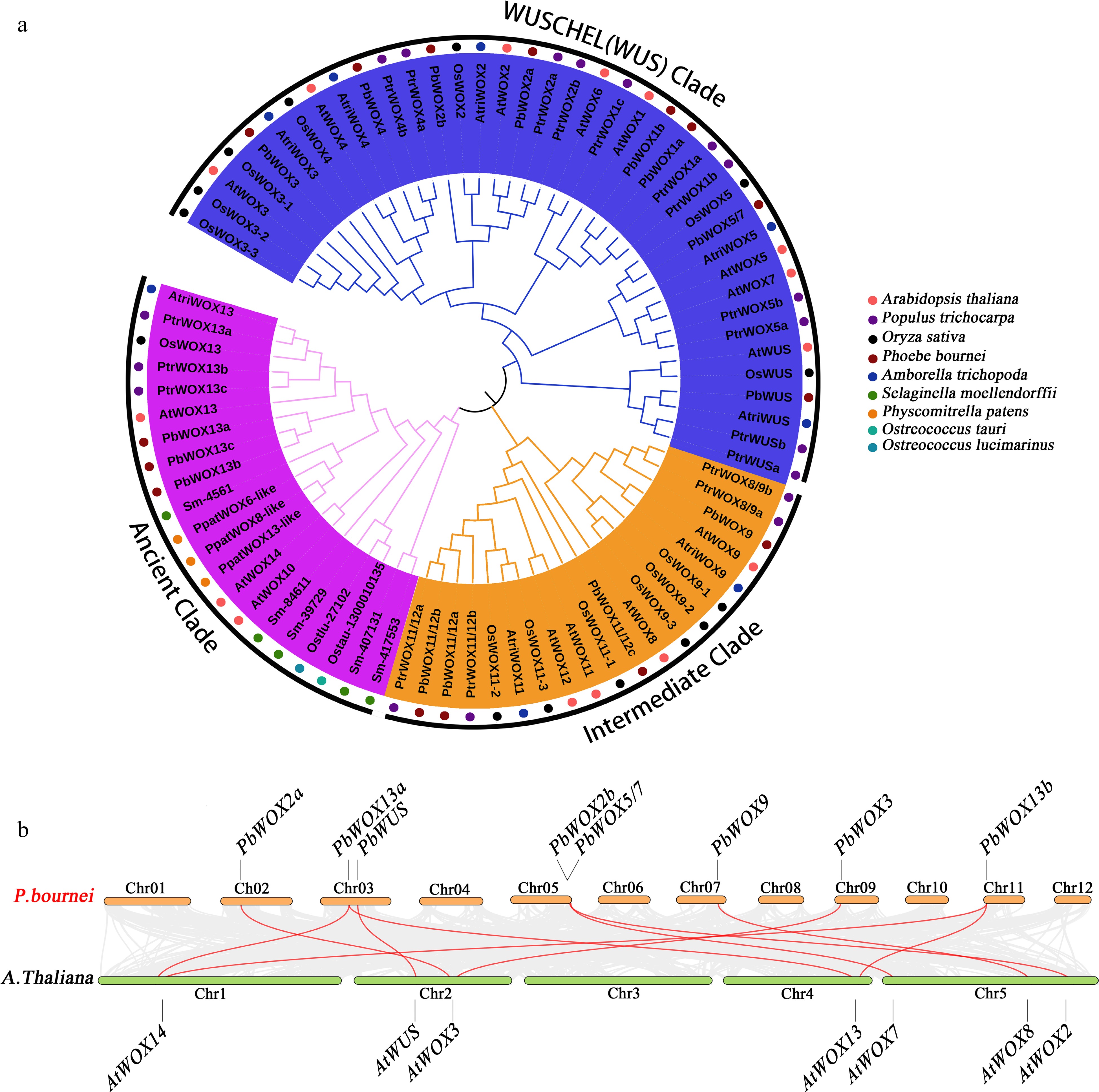 Identification of WUSCHEL -related homeobox ( WOX ) gene family members ...