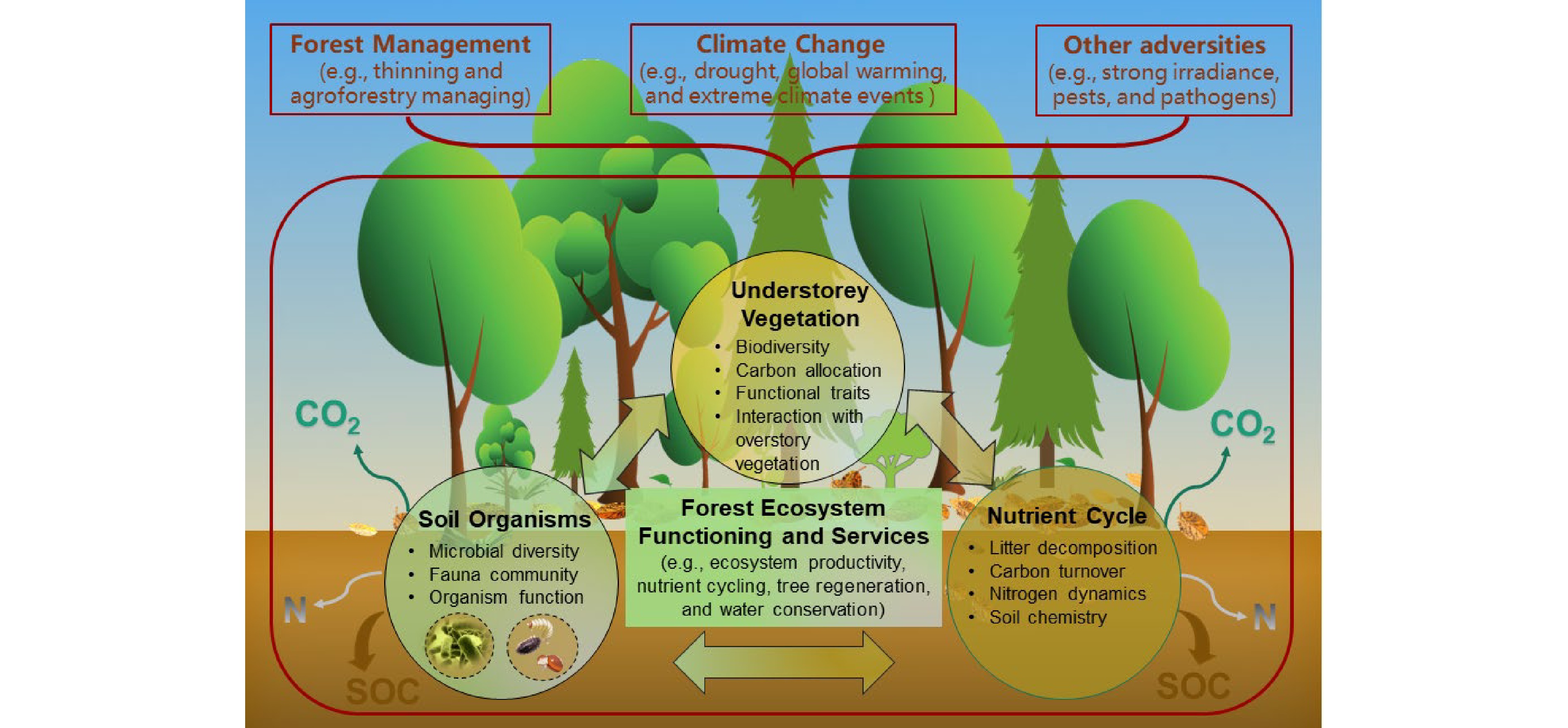 Forest understory vegetation study current status and future trends