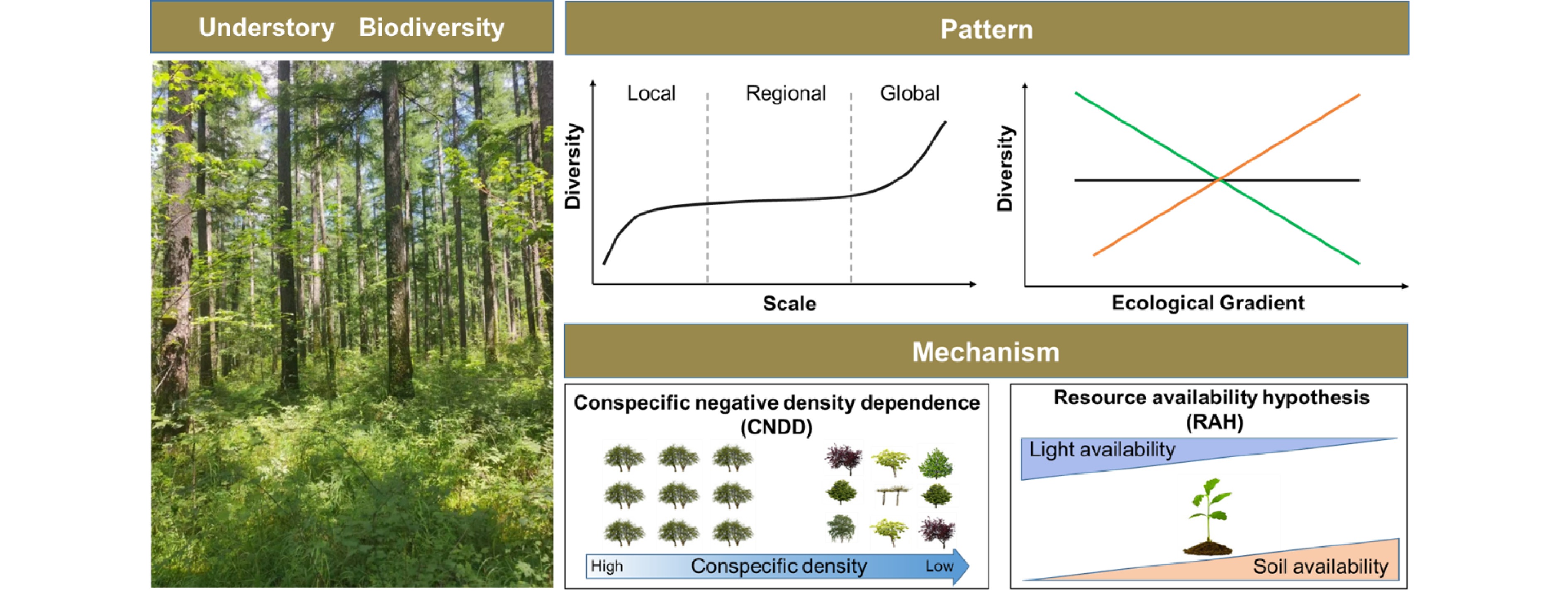 Forest understory vegetation study current status and future trends