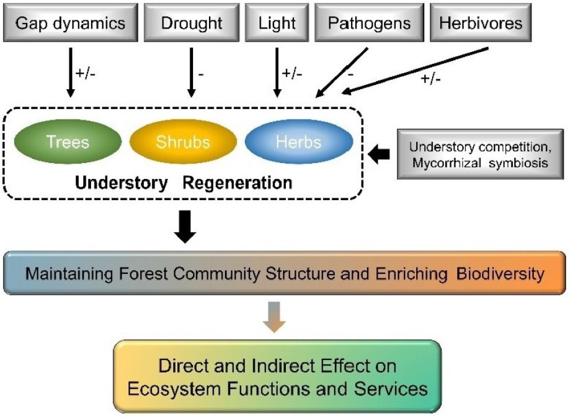 Forest understory vegetation study: current status and future trends