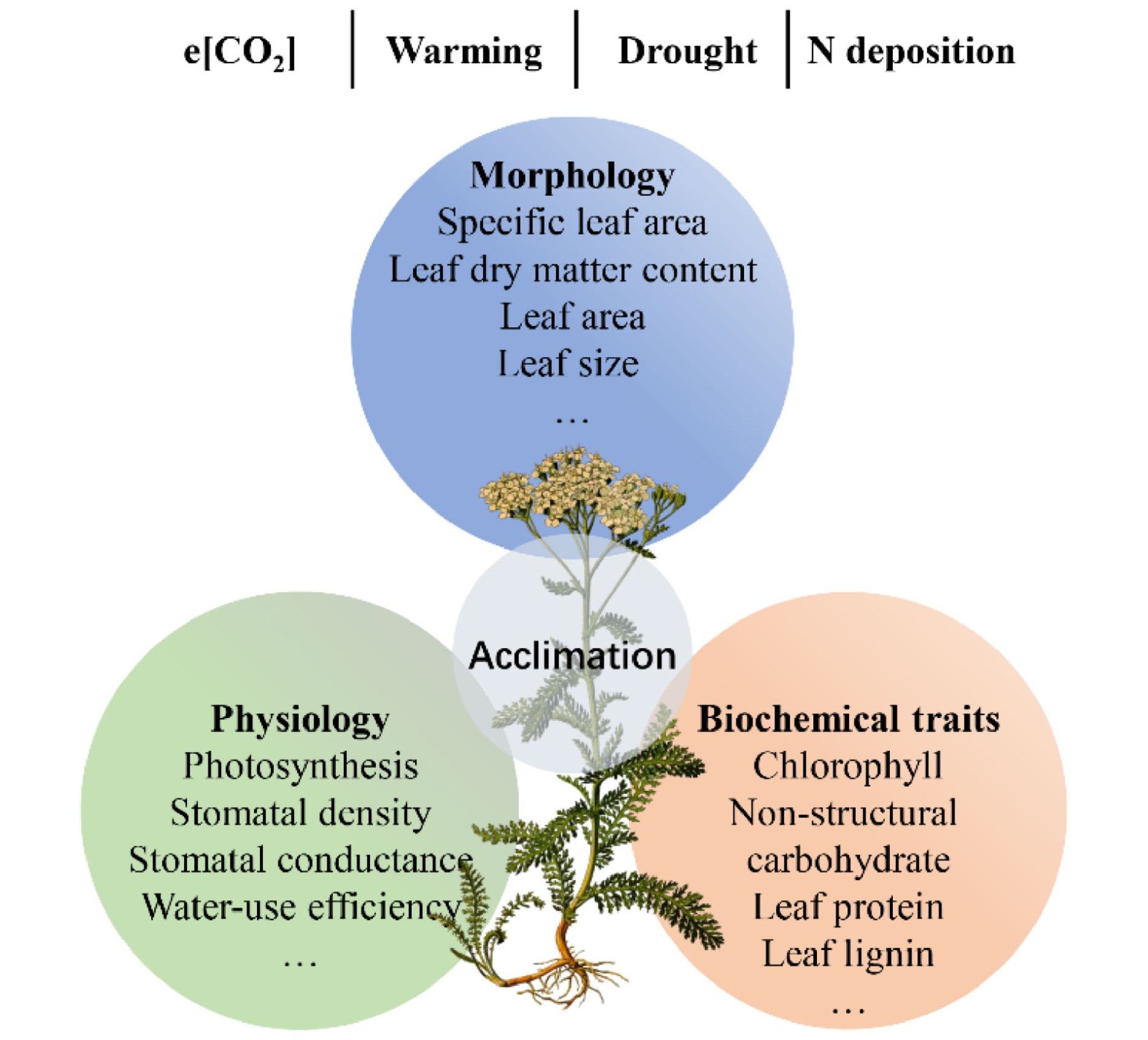 Forest understory vegetation study current status and future trends
