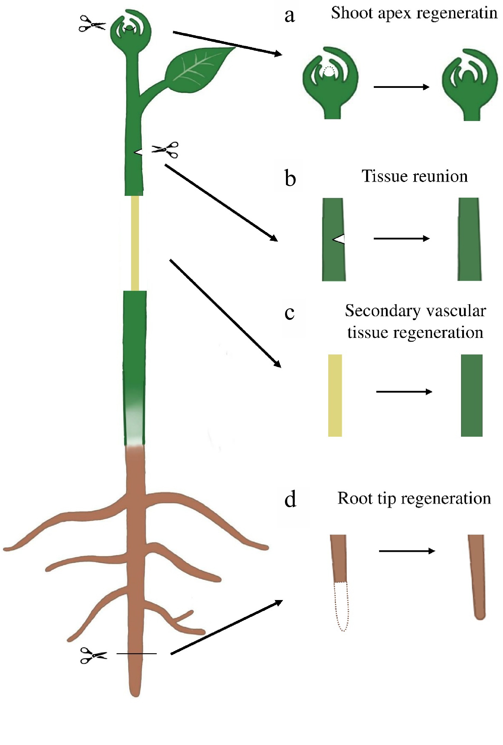 Plant in situ tissue regeneration dynamics, mechanisms and implications ...