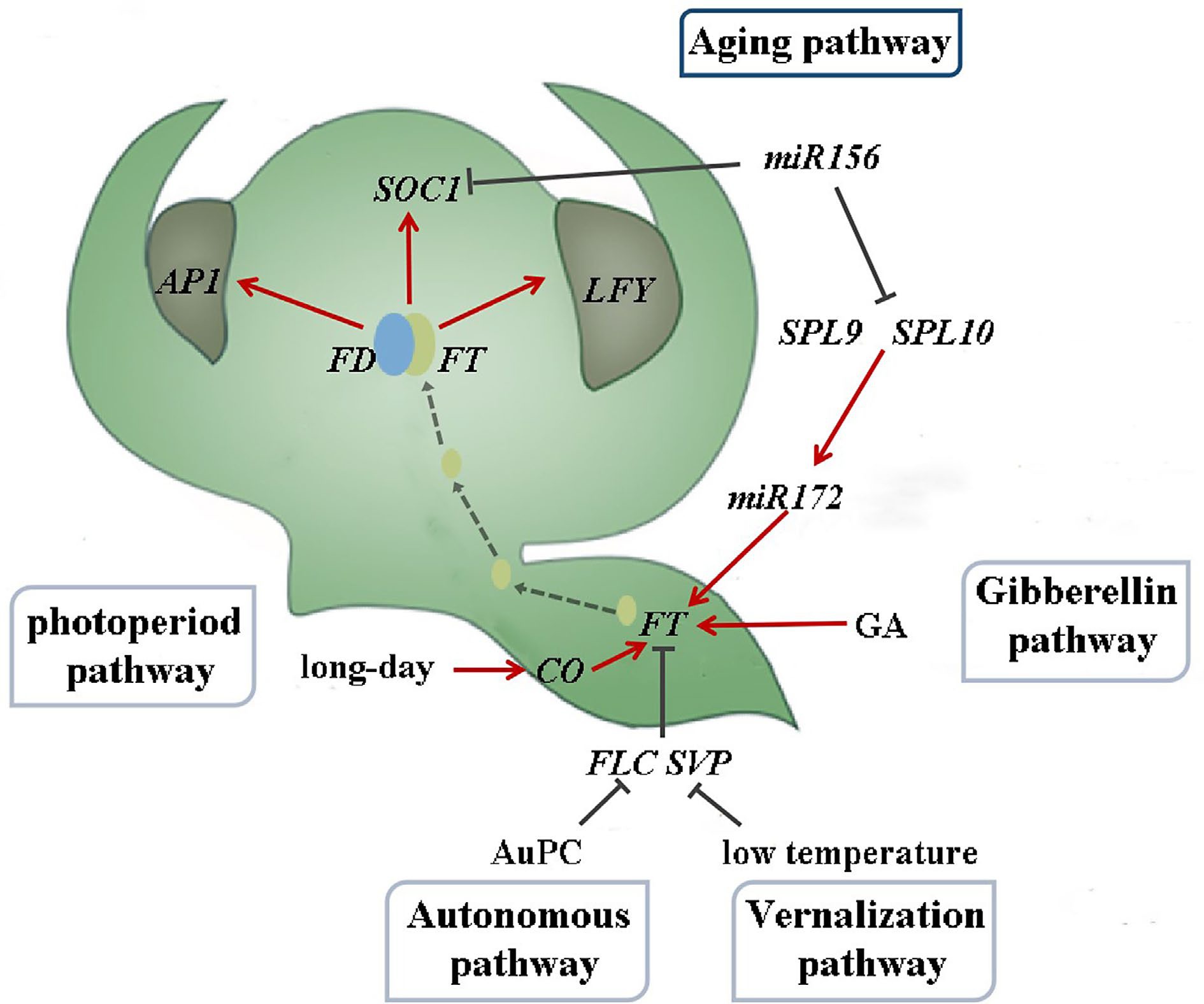 Regulatory roles of miRNAs associated with the aging pathway in tree ...
