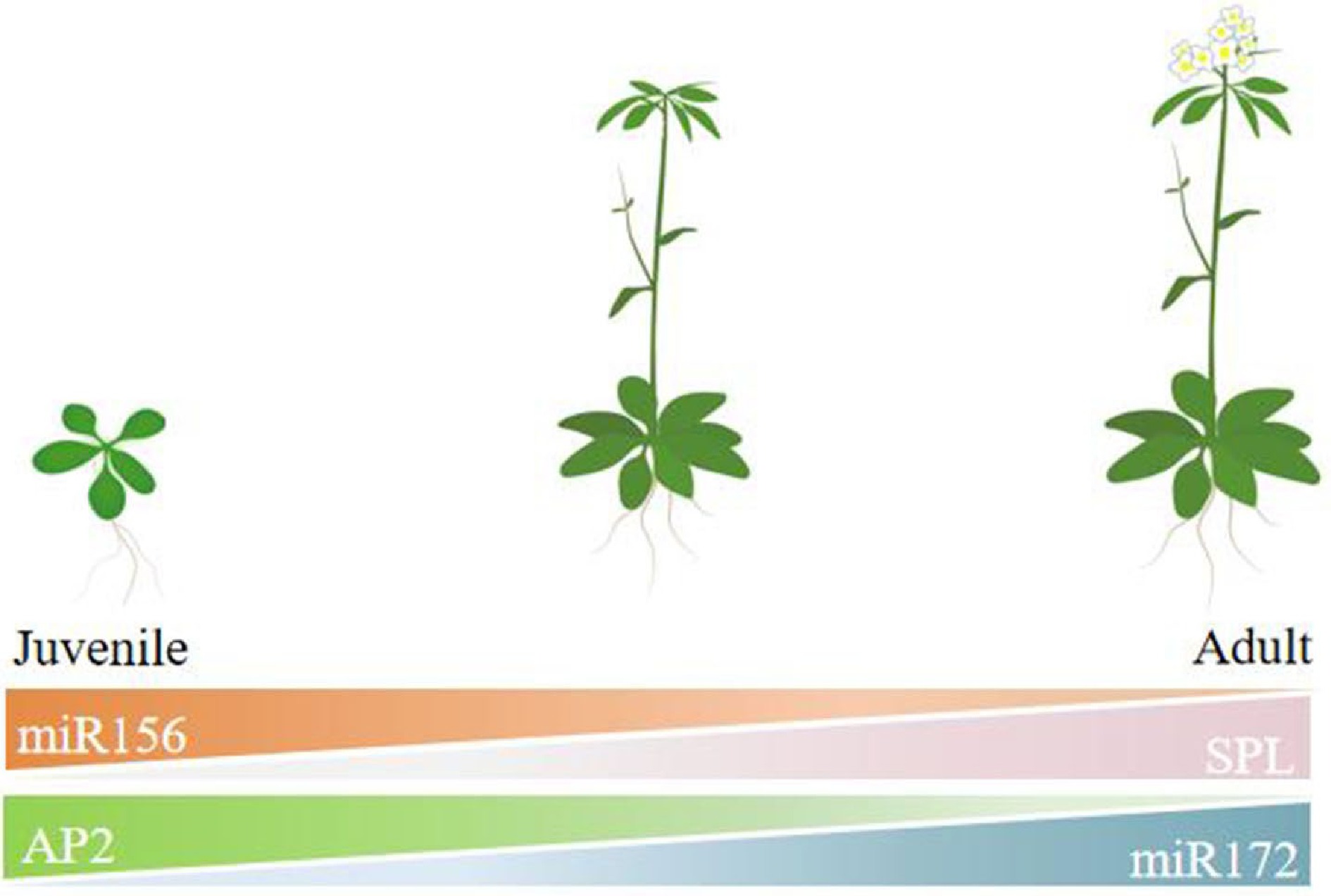 Regulatory roles of miRNAs associated with the aging pathway in tree ...