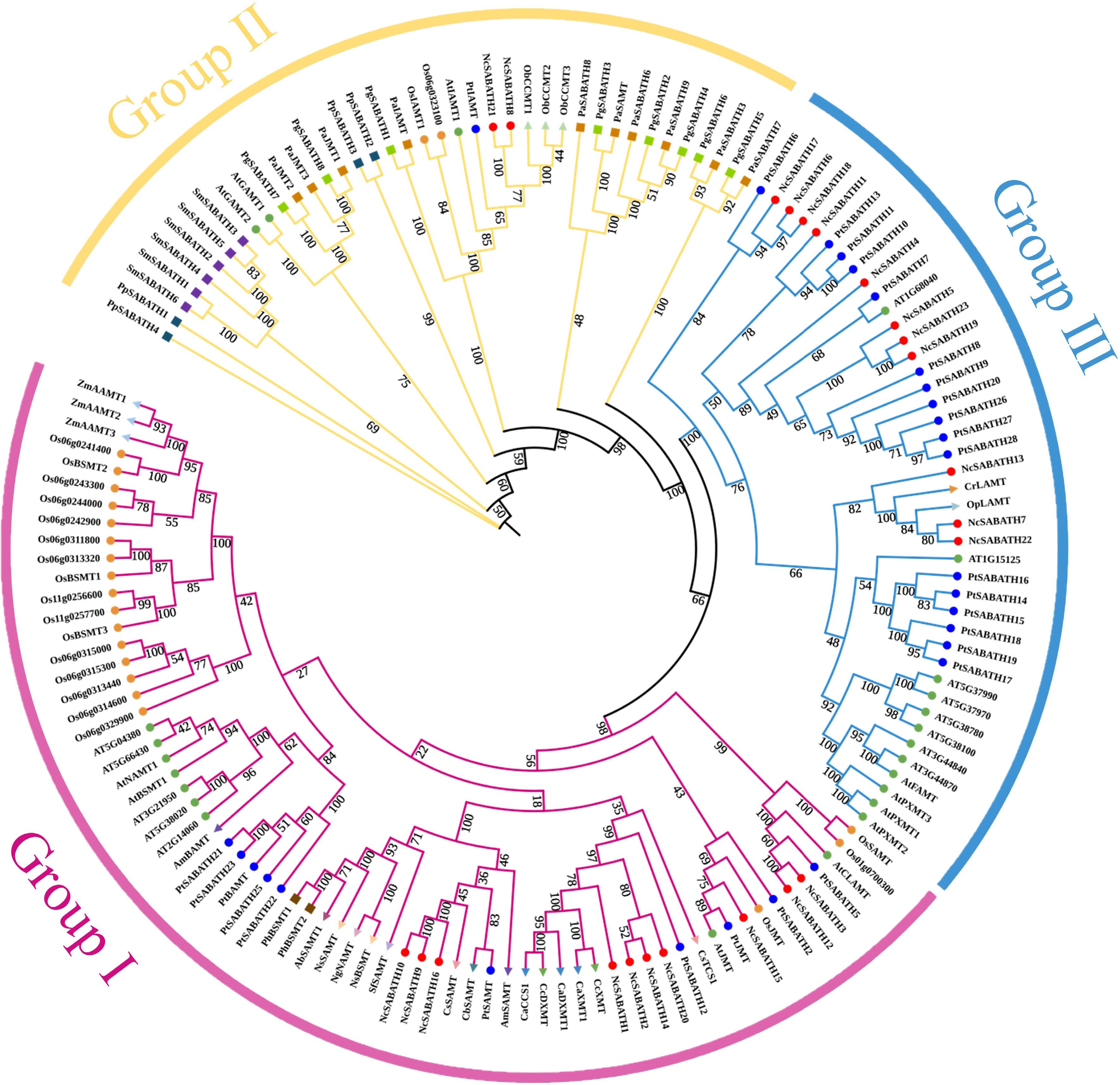 Genome-wide identification and expression pattern analysis of the ...