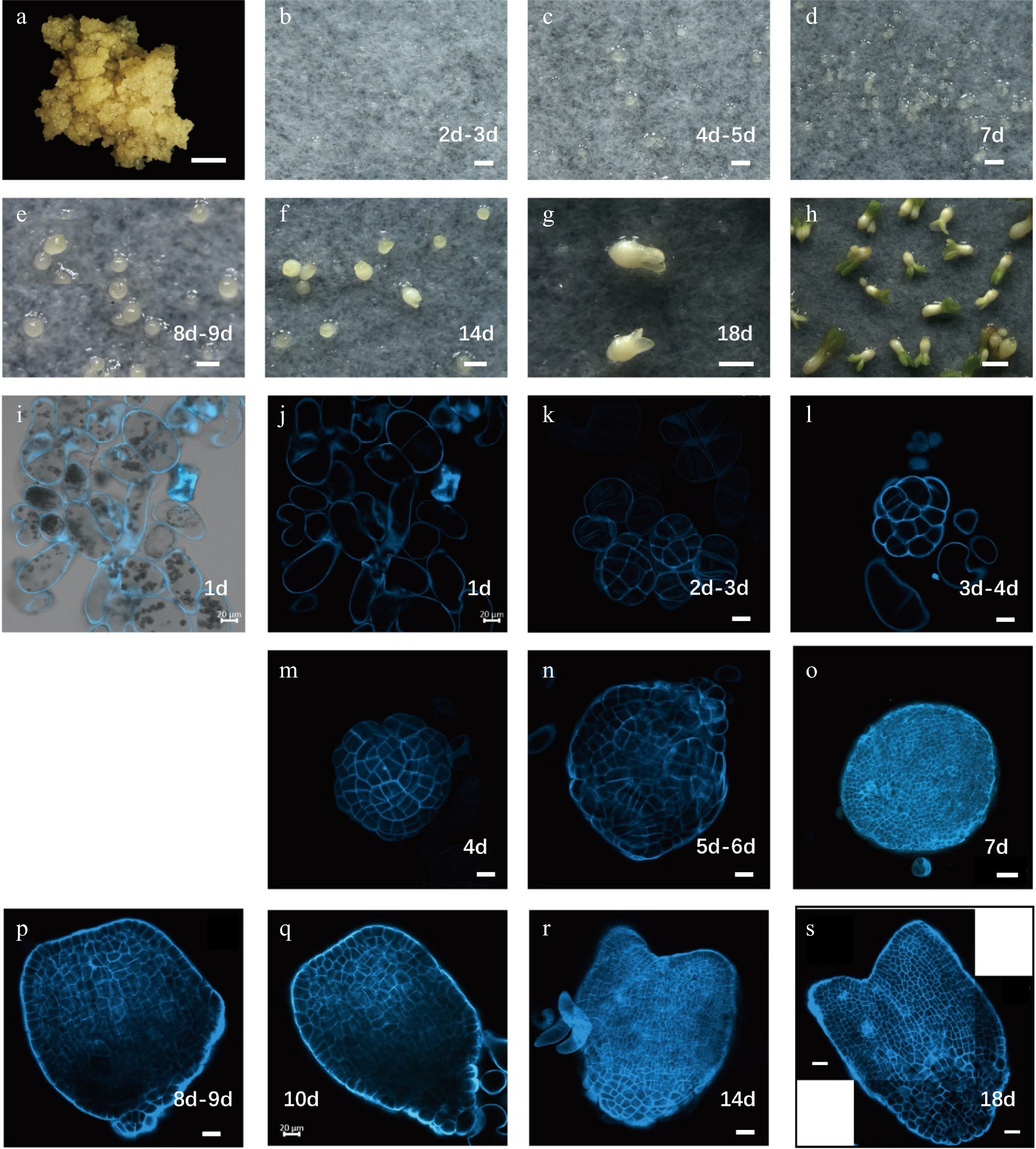 Expression dynamics of WOX homeodomain transcription factors during ...