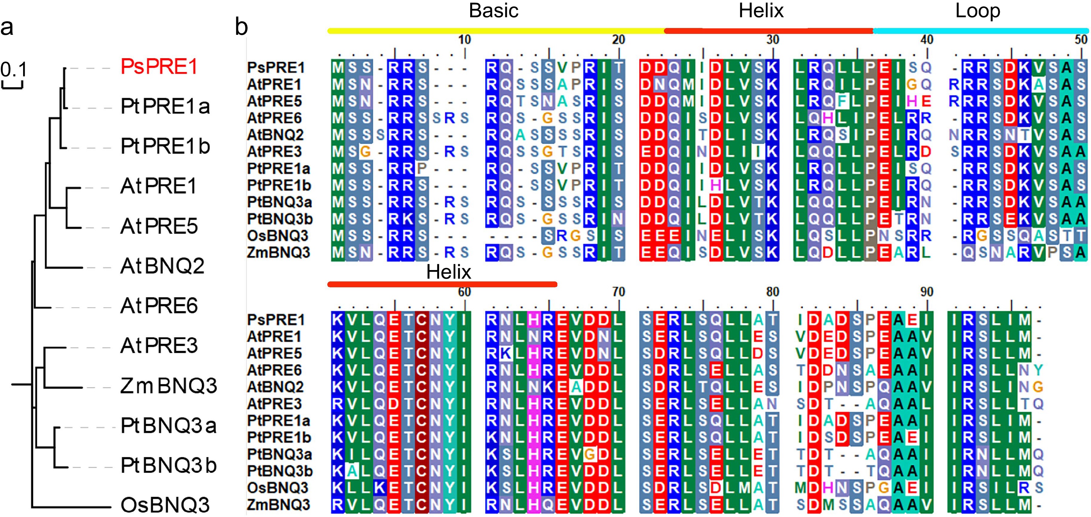 PsPRE1 is a basic helix-loop-helix transcription factor that confers ...