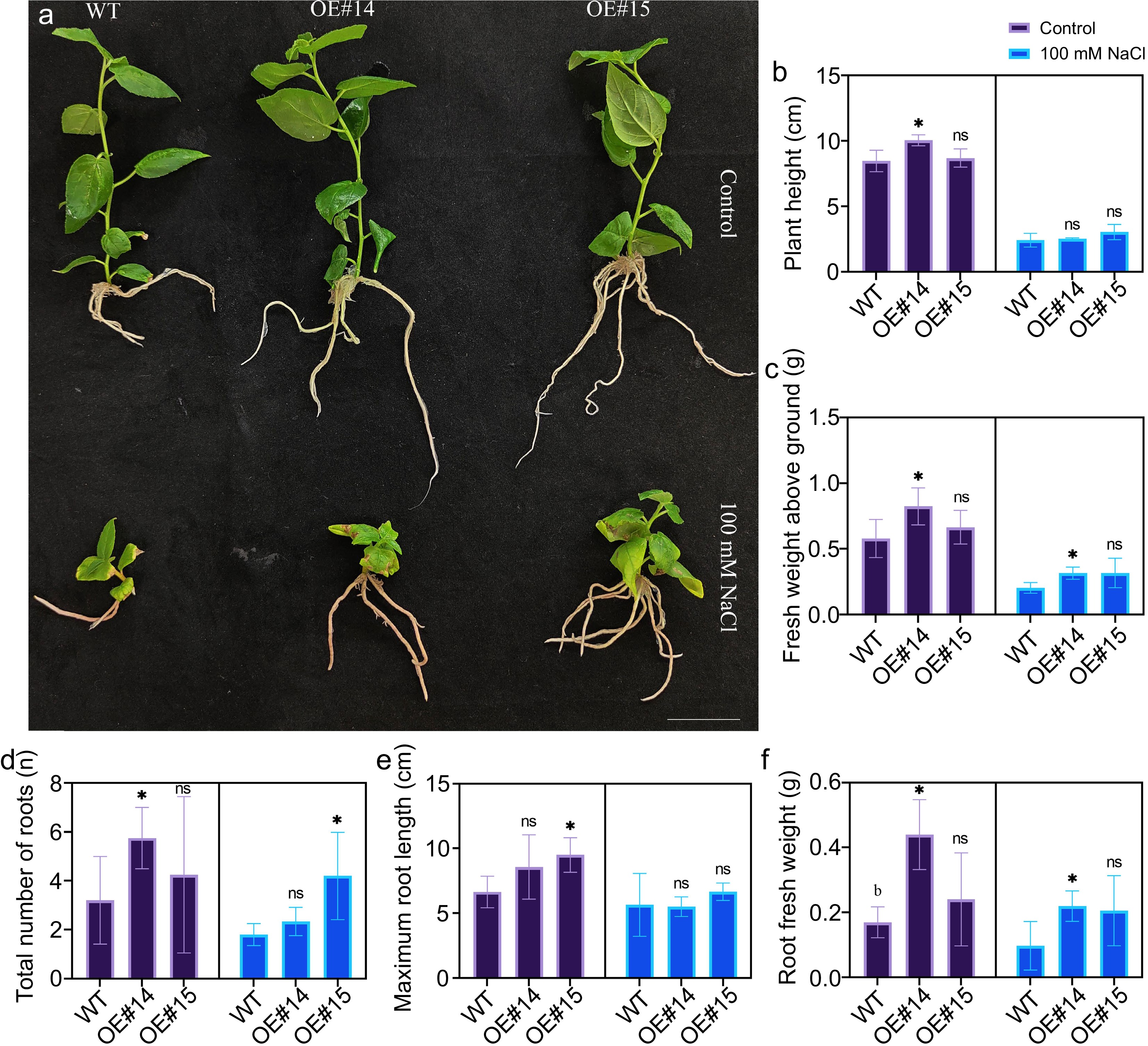 PsPRE1 is a basic helix-loop-helix transcription factor that confers ...