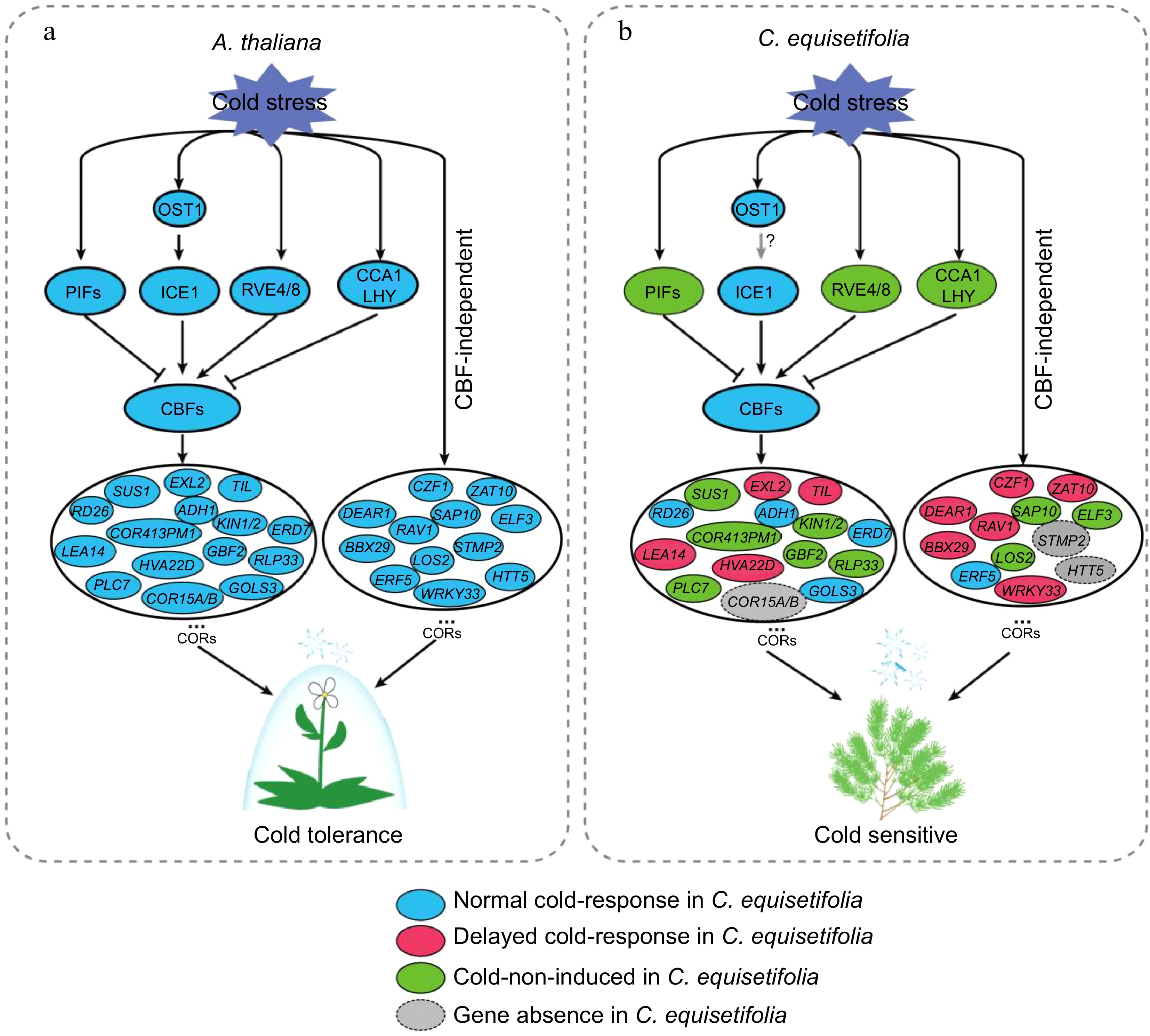 Molecular mechanisms of low-temperature sensitivity in tropical ...