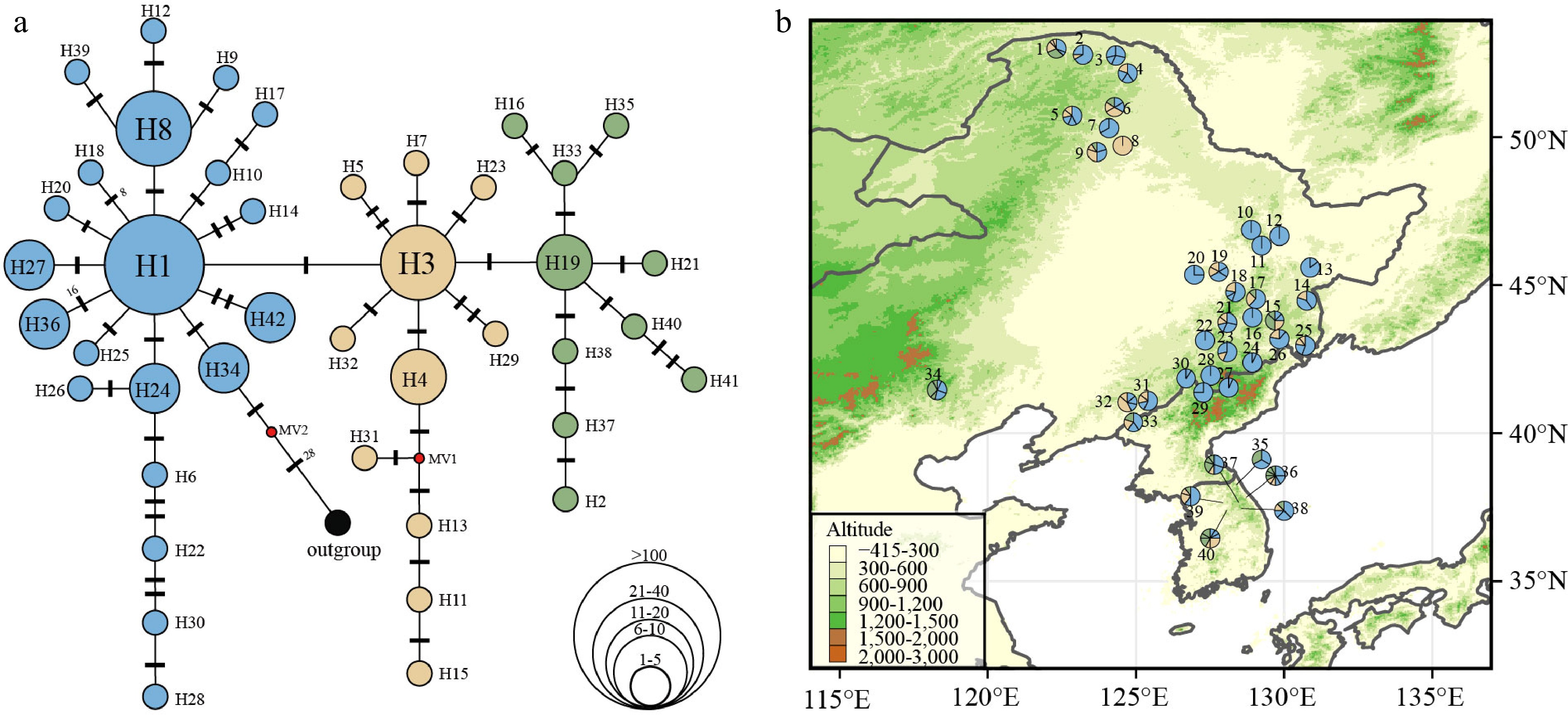 Phylogeography of Populus koreana reveals an unexpected glacial ...