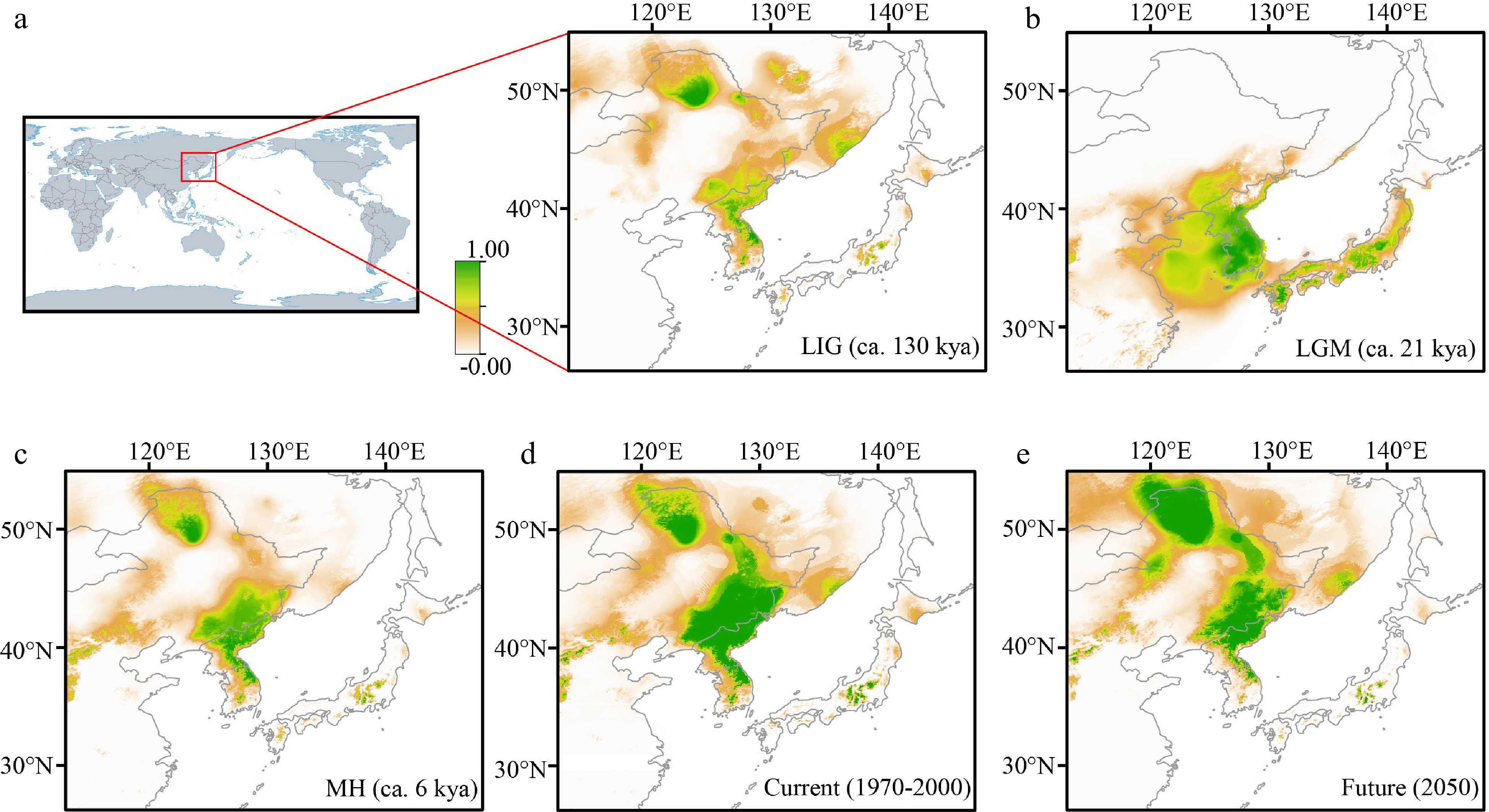 Phylogeography of Populus koreana reveals an unexpected glacial ...