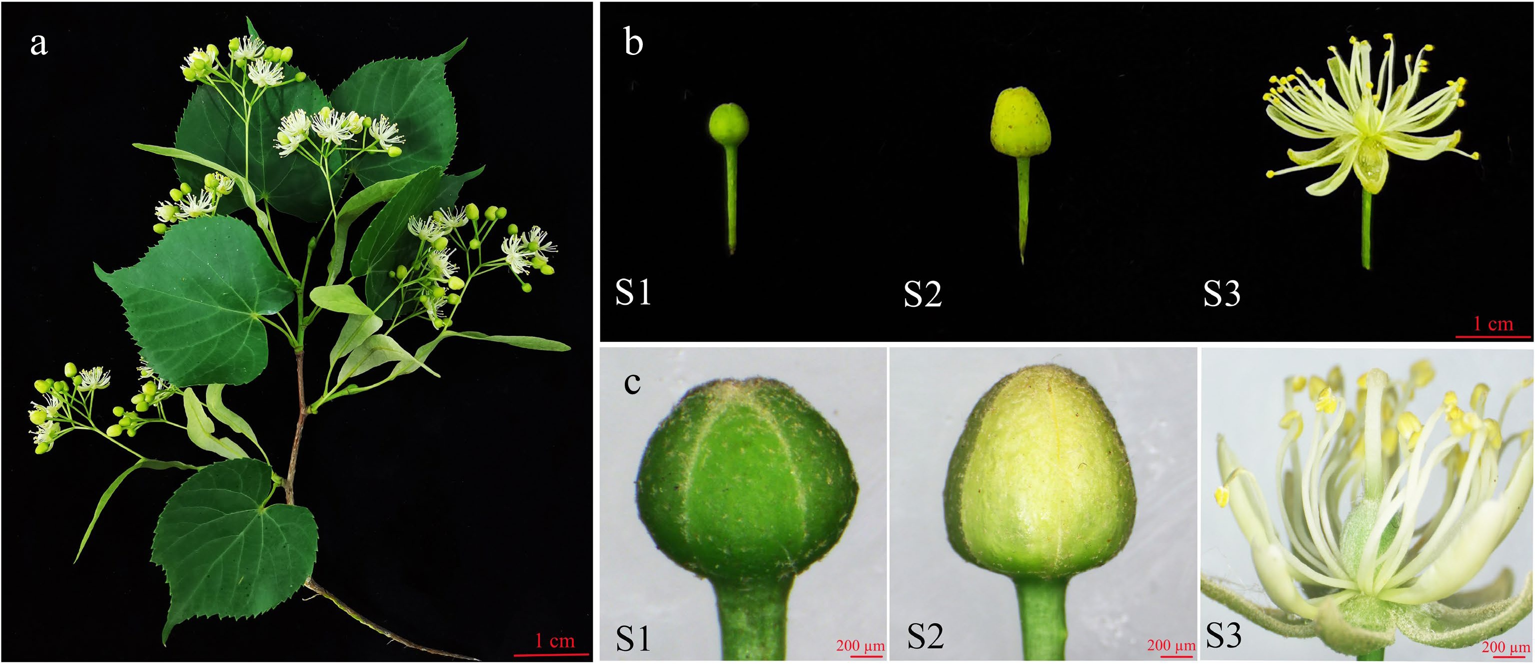 Deciphering aroma formation during flowering in nectar tree ( Tilia ...