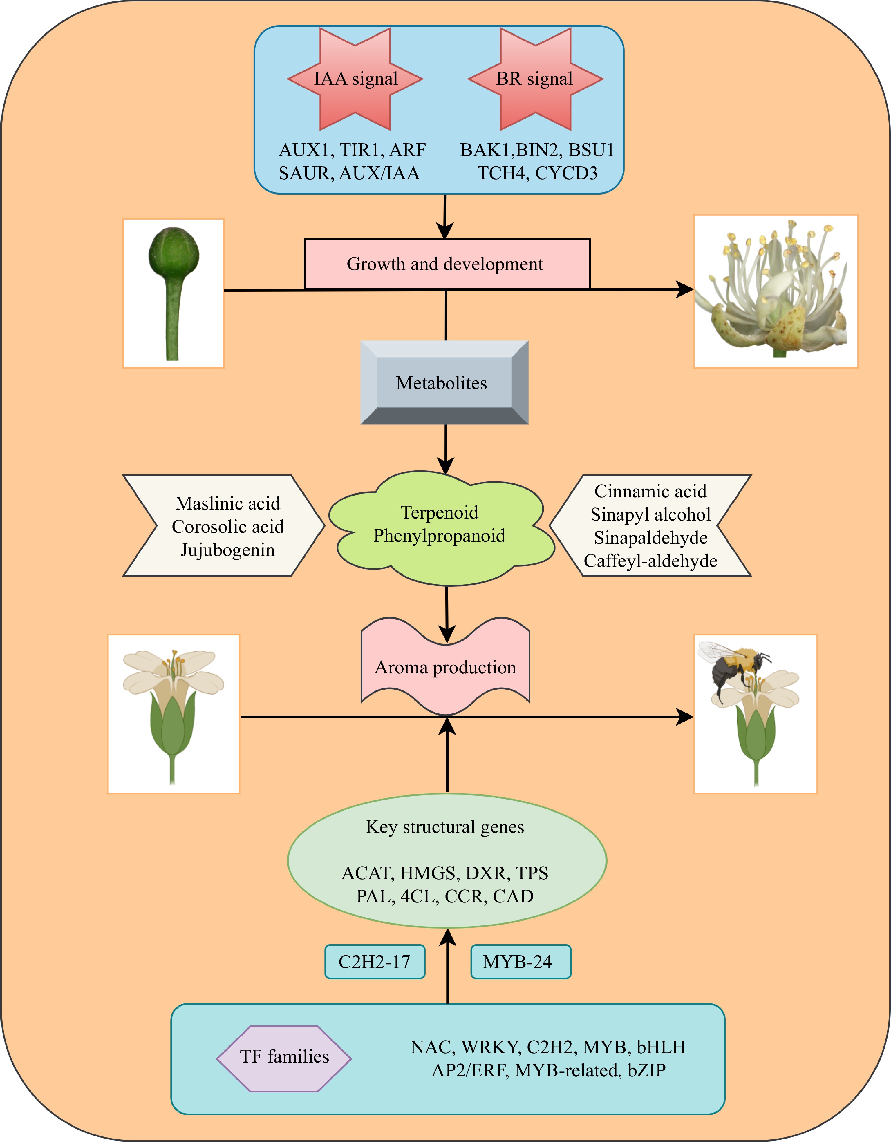 Deciphering aroma formation during flowering in nectar tree ( Tilia ...