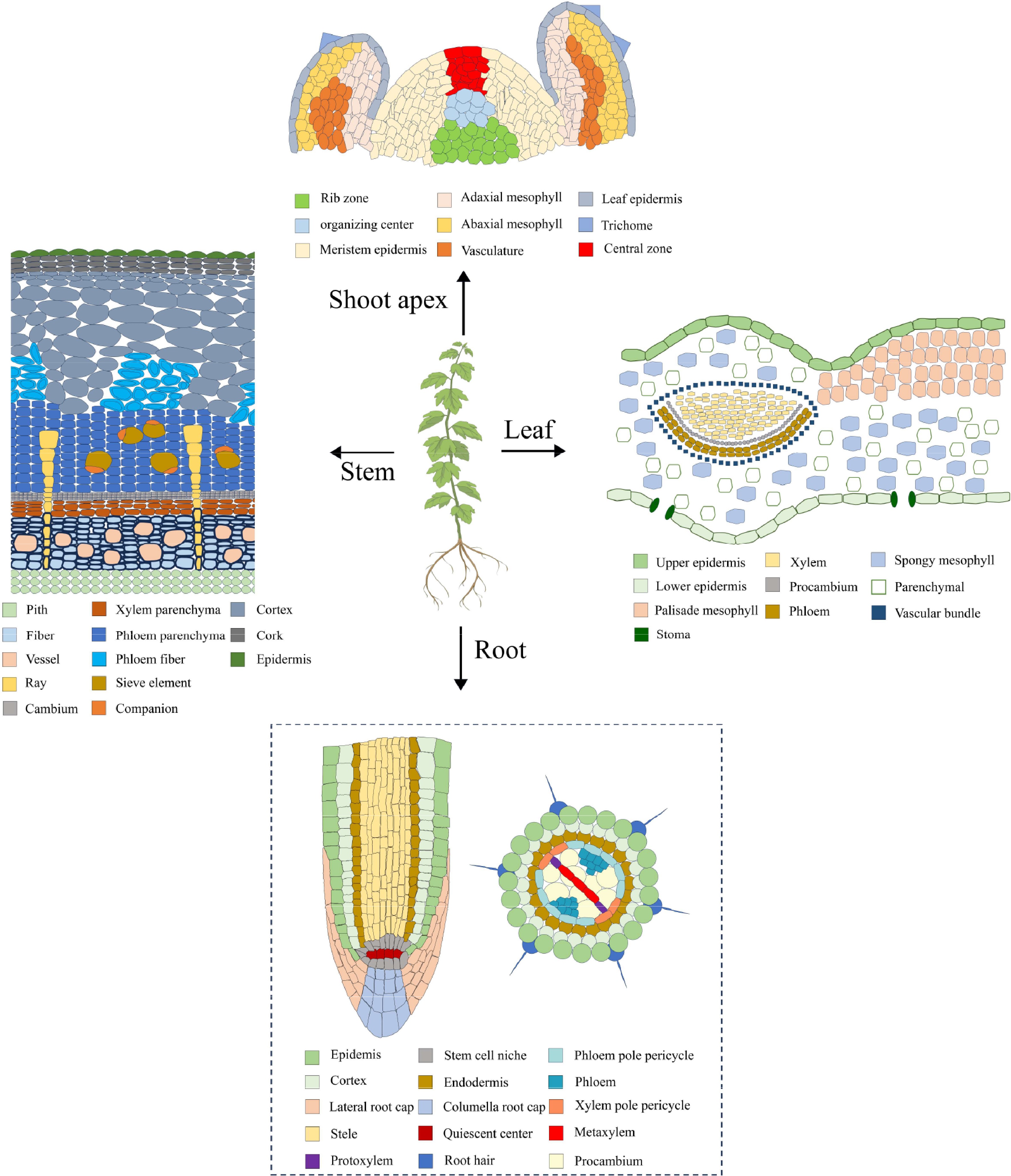Application and prospects of single-cell and spatial omics technologies ...