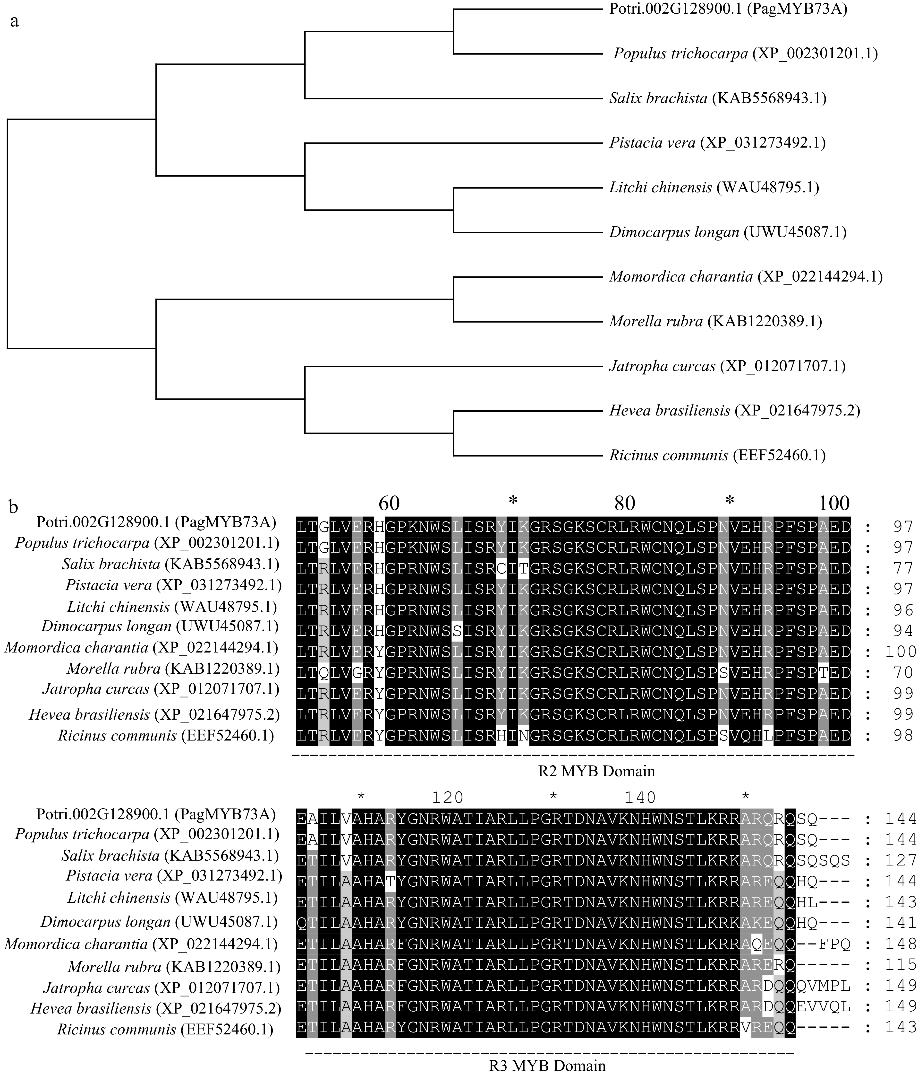 PagMYB73A enhances poplar salt tolerance by facilitating adventitious ...